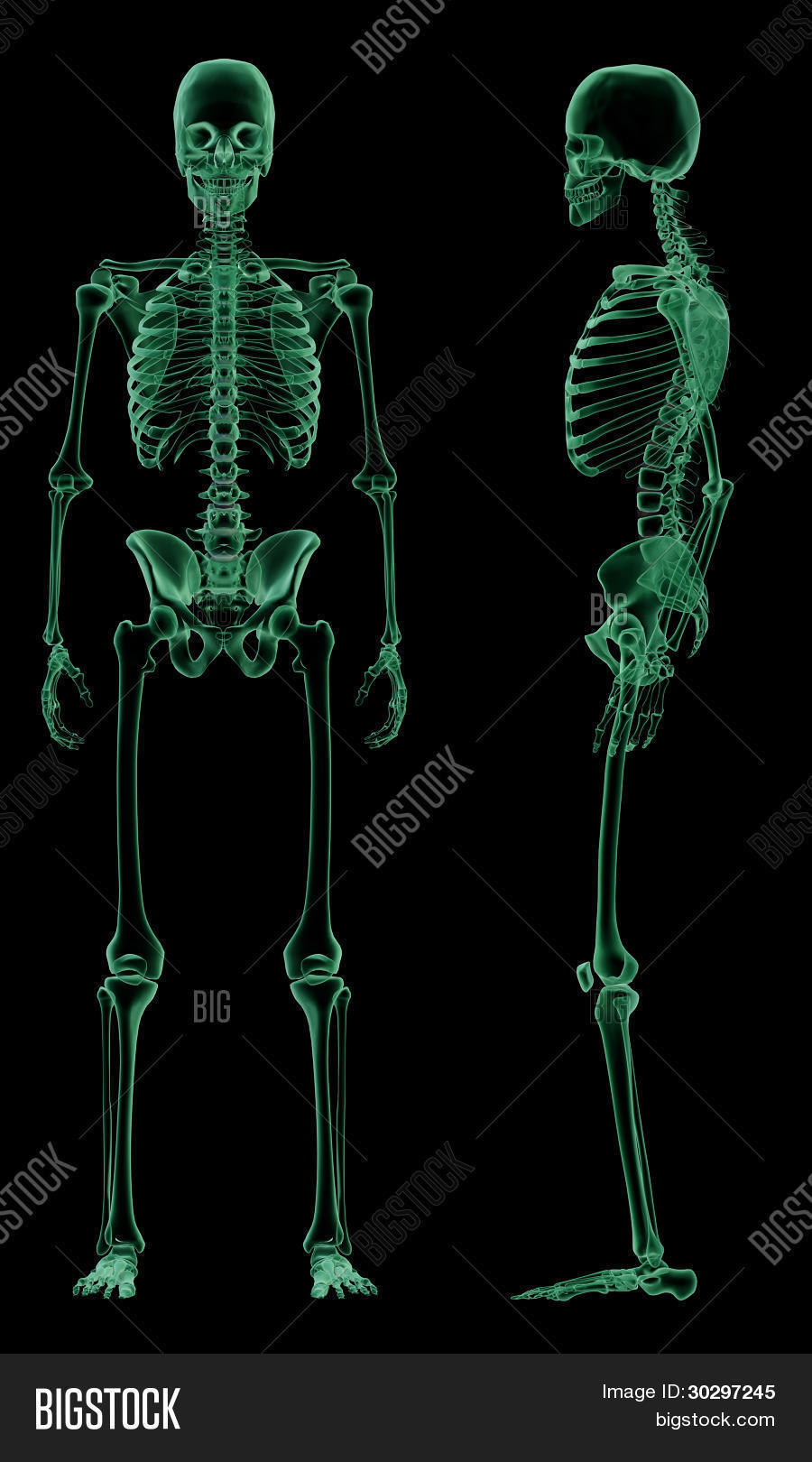 X-ray Skeletal Image & Photo (Free Trial) | Bigstock