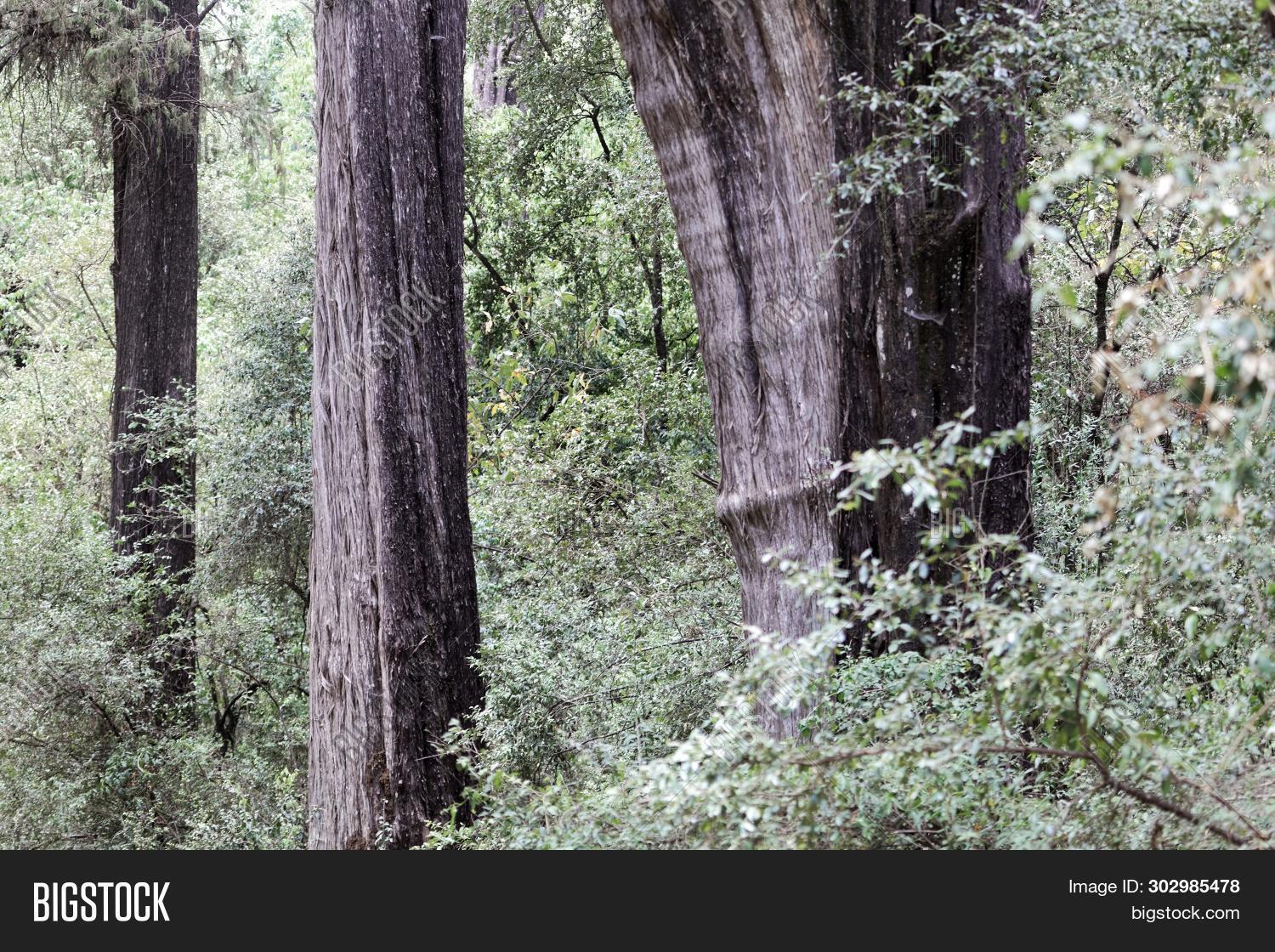 Juniperus Tree, Image & Photo (Free Trial) | Bigstock