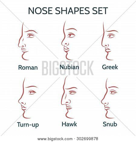 Main Nose Shapes. Vector & Photo (Free Trial) | Bigstock