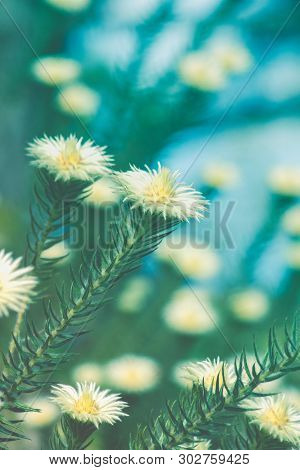 Phylica Pubescens, Image & Photo (Free Trial) | Bigstock