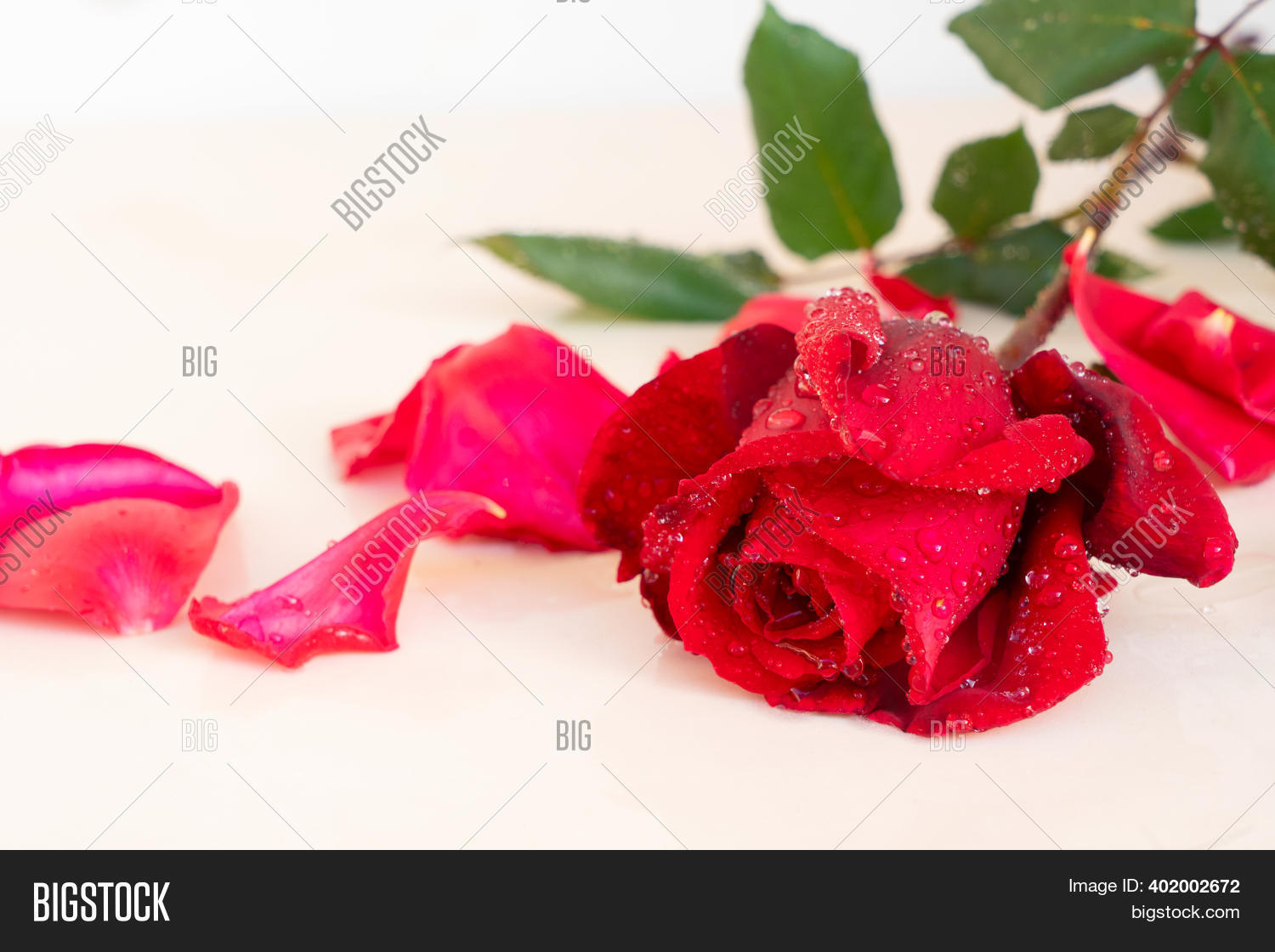 Dark Red Rose Petals Image & Photo (Free Trial) | Bigstock