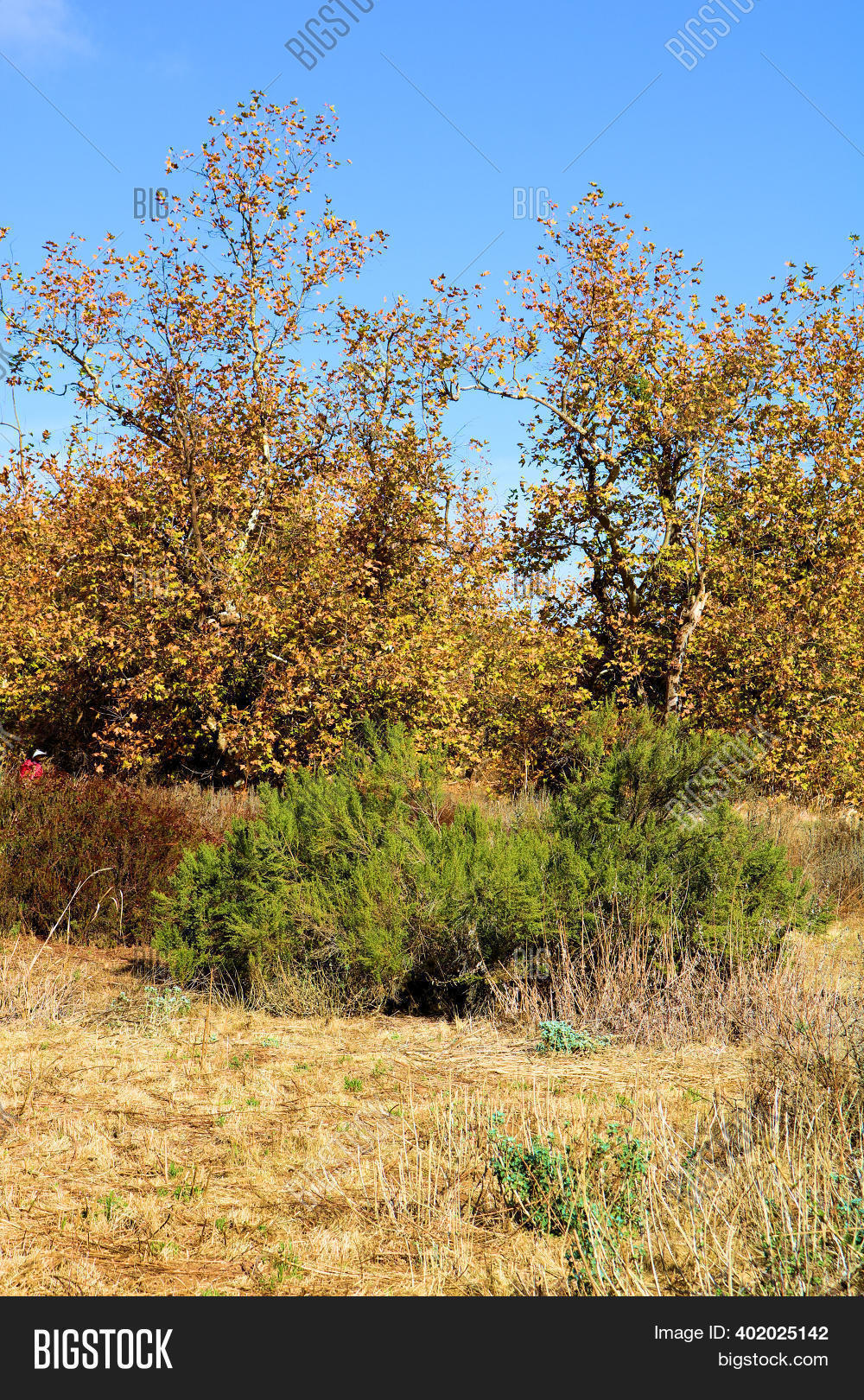 Chaparral Plants Image & Photo (Free Trial) | Bigstock