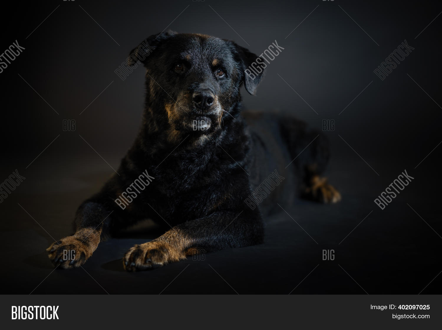 Black Rottweiler Dog Image & Photo (Free Trial) | Bigstock