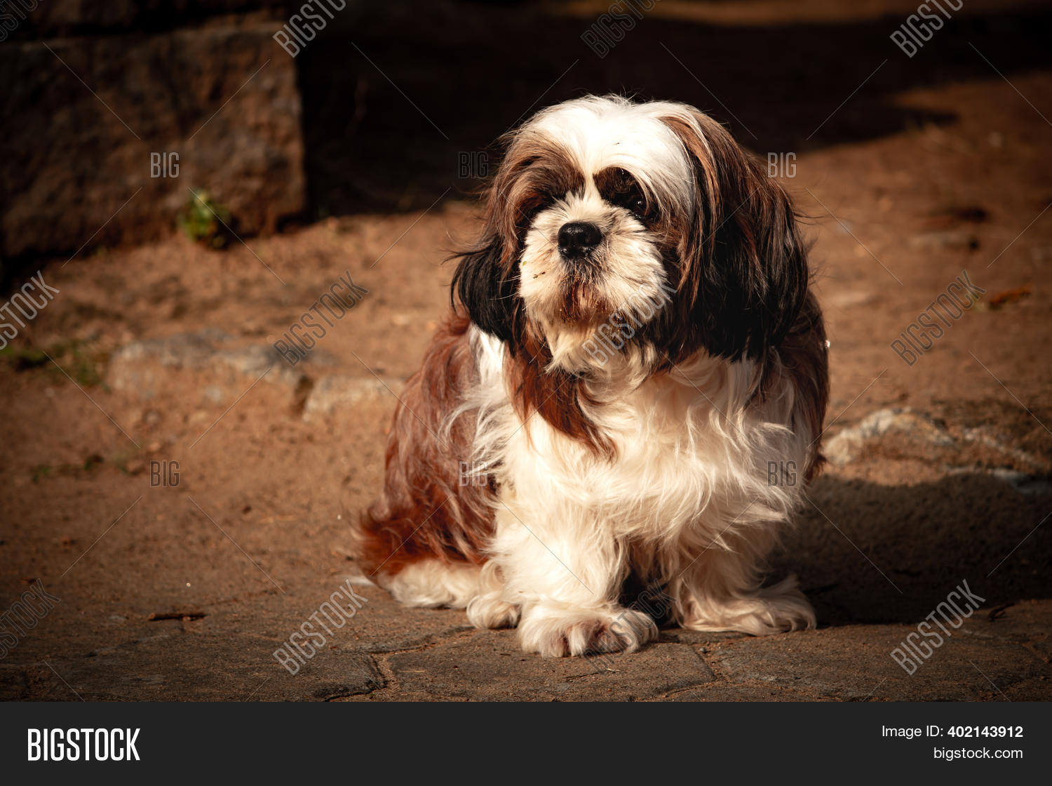 Portrait Shih Tzu Image & Photo (Free Trial) | Bigstock