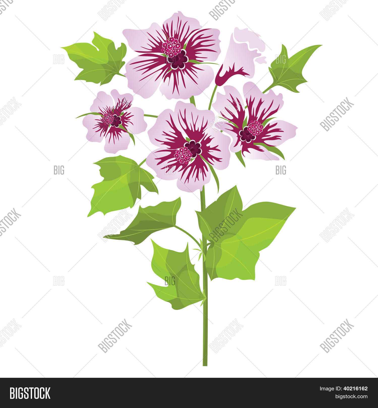 Pink Flowers Mallow Vector & Photo (Free Trial) | Bigstock