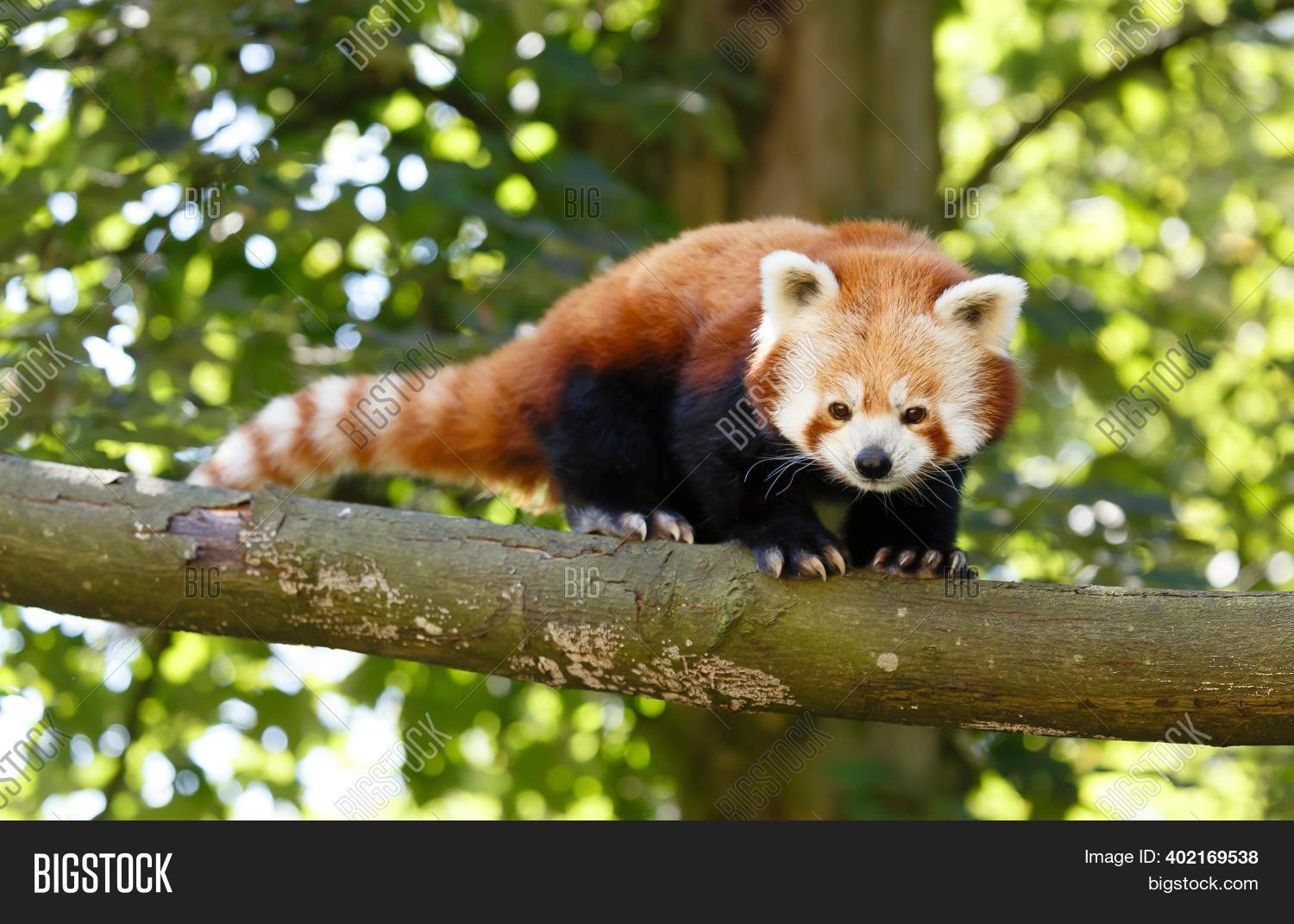 Red Panda Lesser Panda Image & Photo (Free Trial) | Bigstock