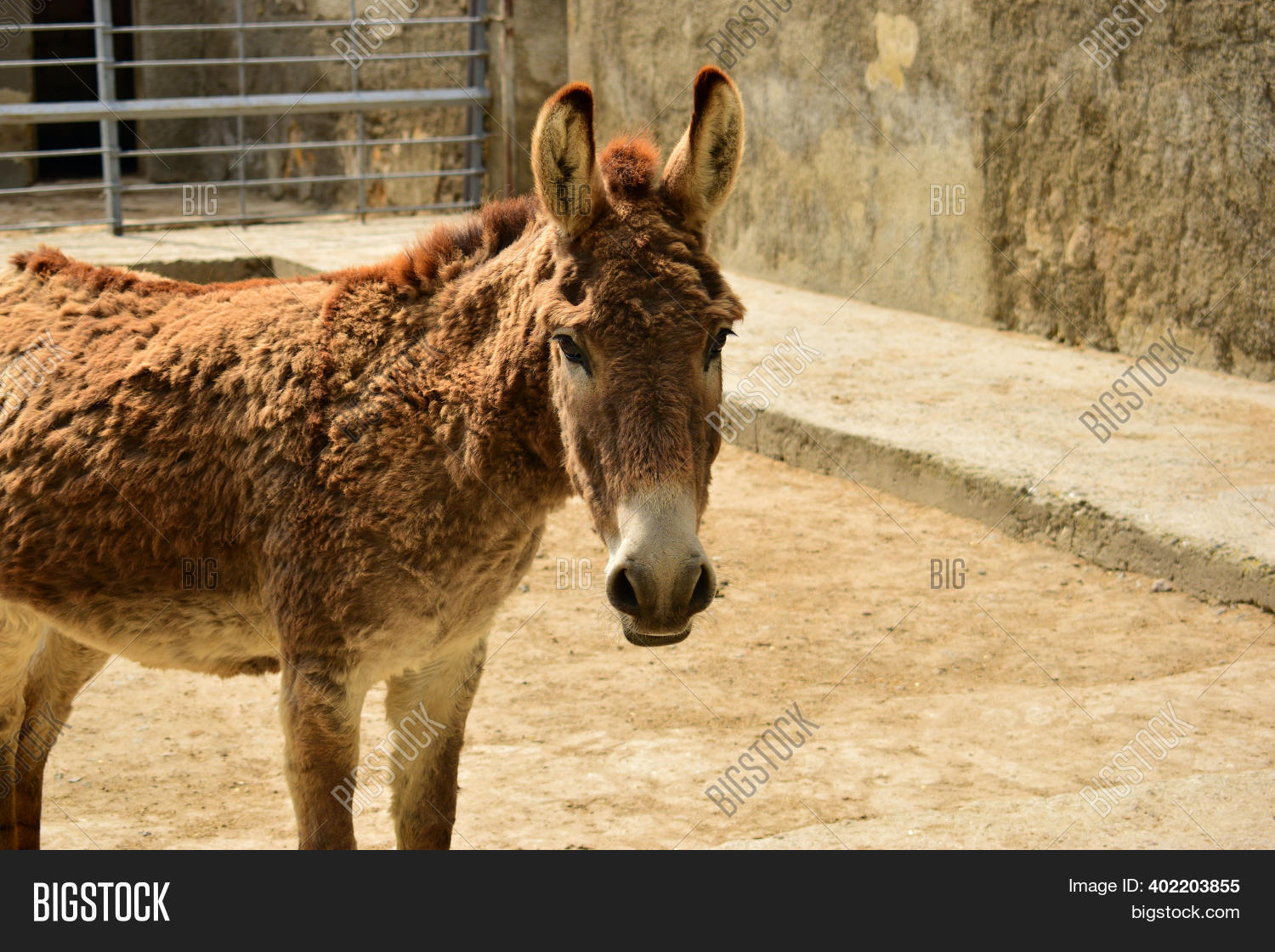 Photo Donkey. Very Image & Photo (Free Trial) | Bigstock