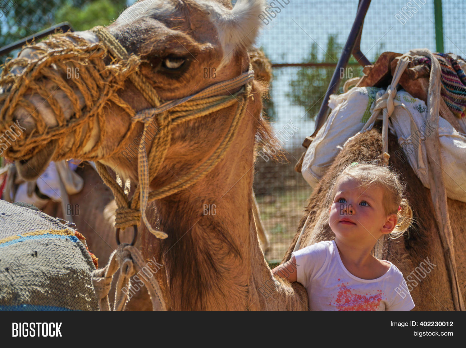 Child Camel. Girl Image & Photo (Free Trial) | Bigstock