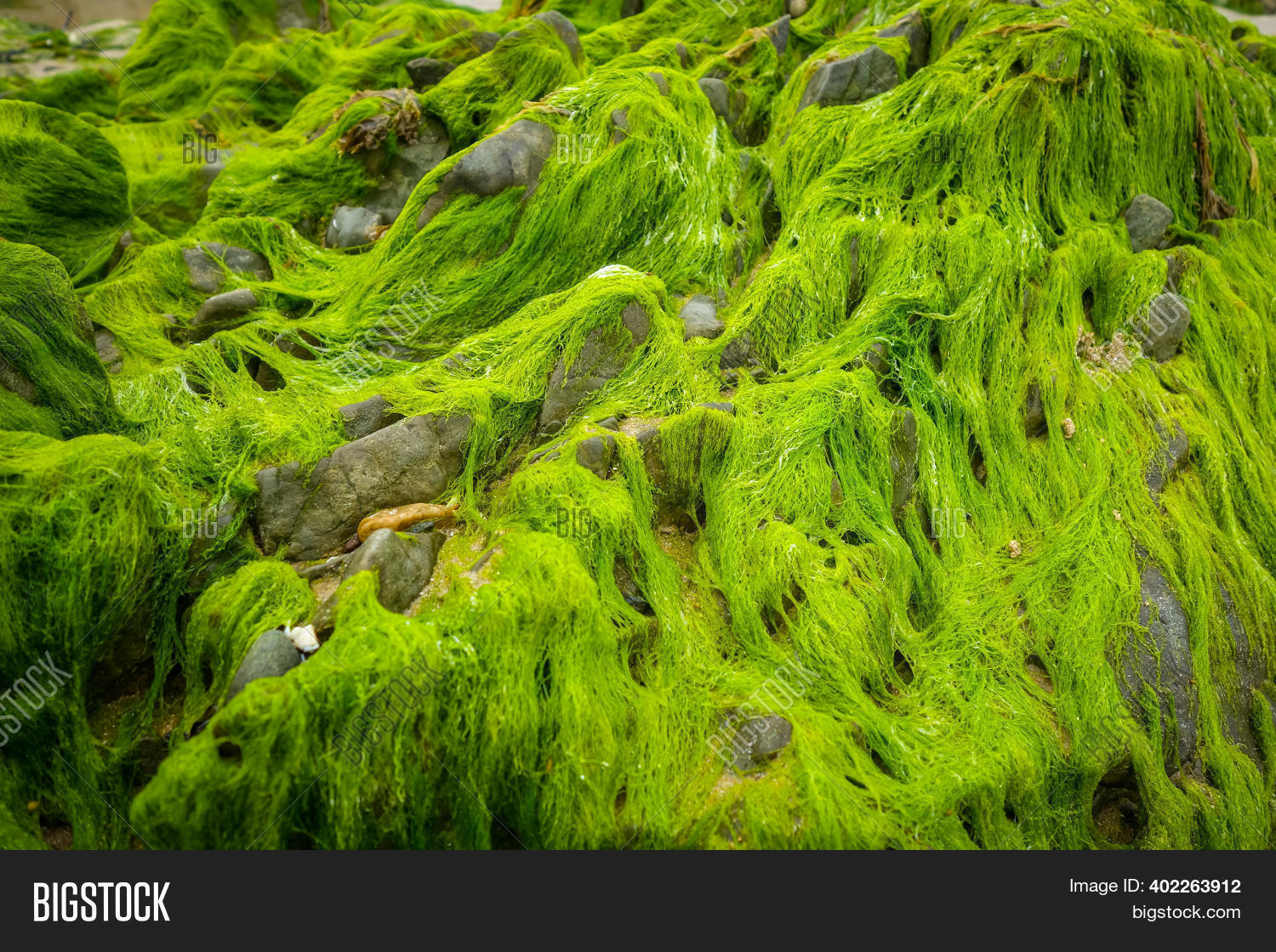 Green Algae On Rock. Image & Photo (Free Trial) | Bigstock