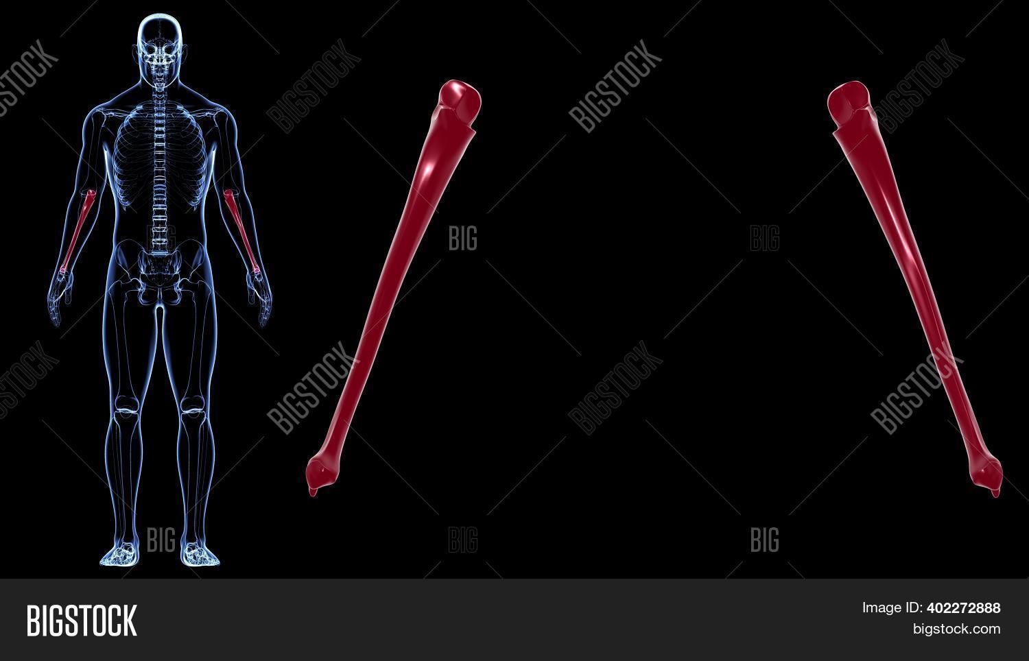 Human Skeleton Anatomy Image & Photo (Free Trial) | Bigstock