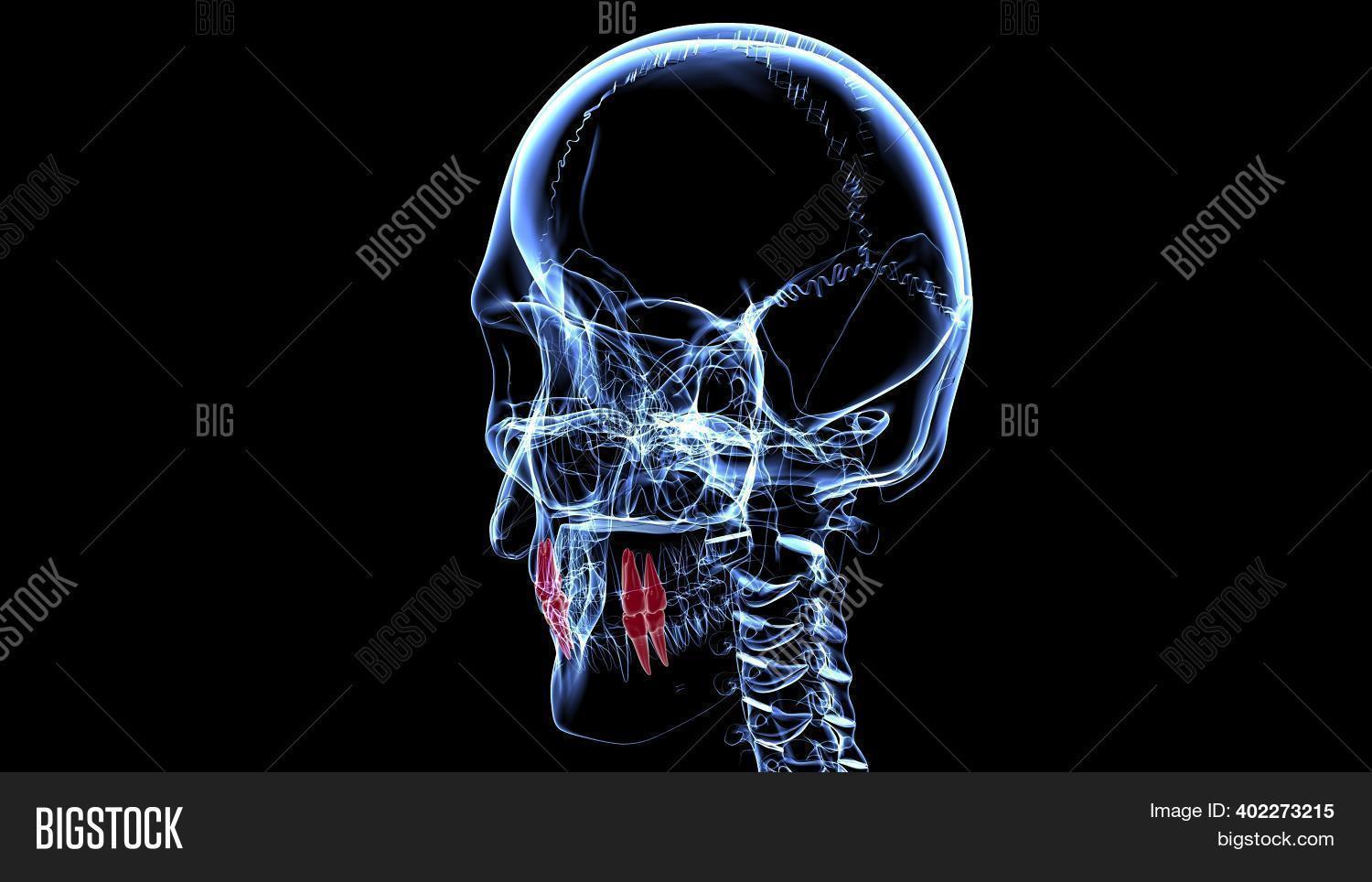 Human Teeth Premolars Image & Photo (Free Trial) | Bigstock