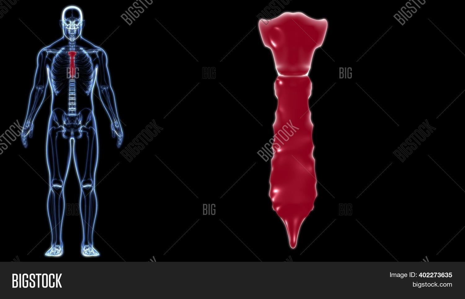 Human Skeleton Sternum Image & Photo (Free Trial) | Bigstock