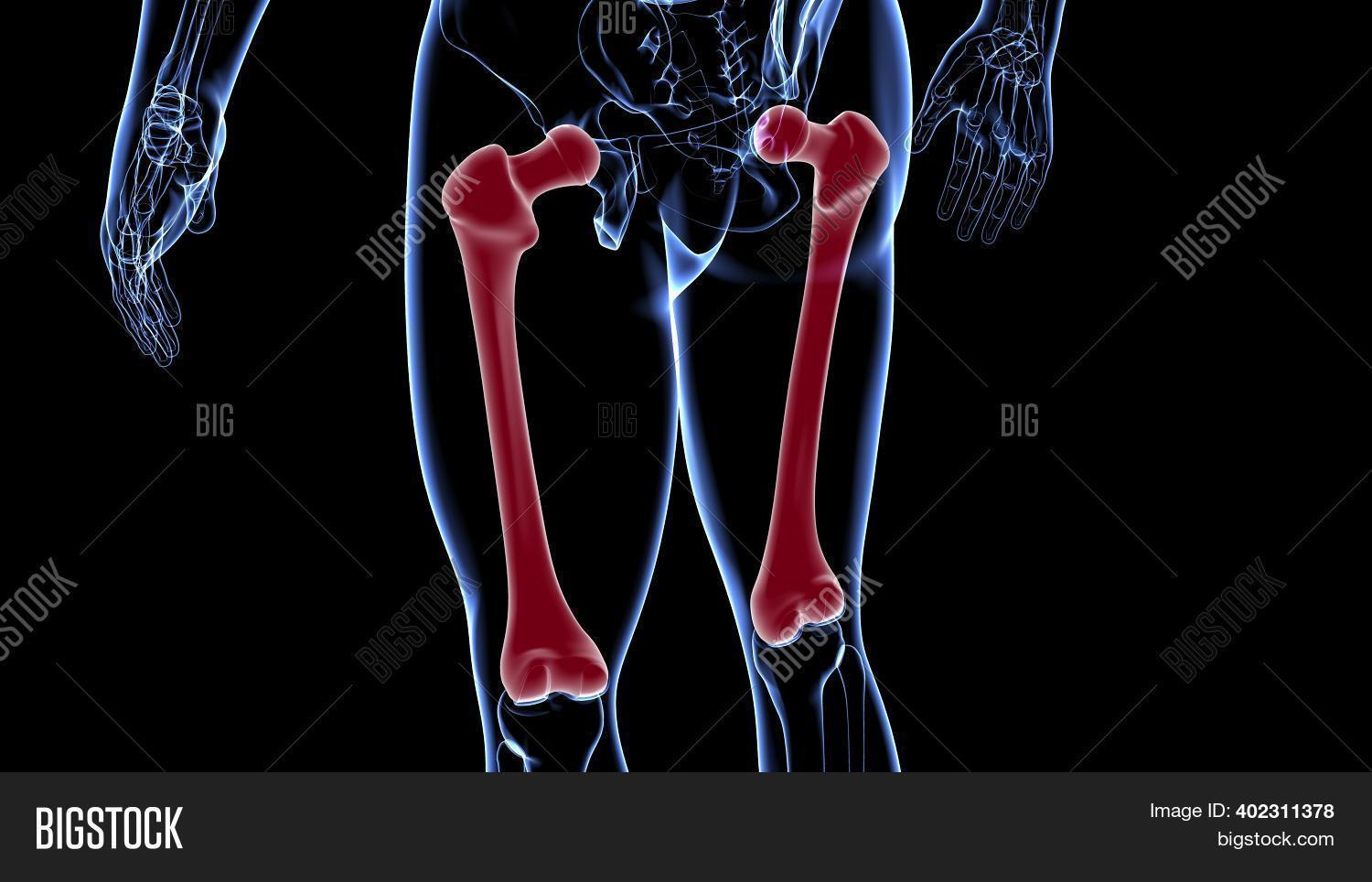 Human Skeleton Anatomy Image & Photo (Free Trial) | Bigstock