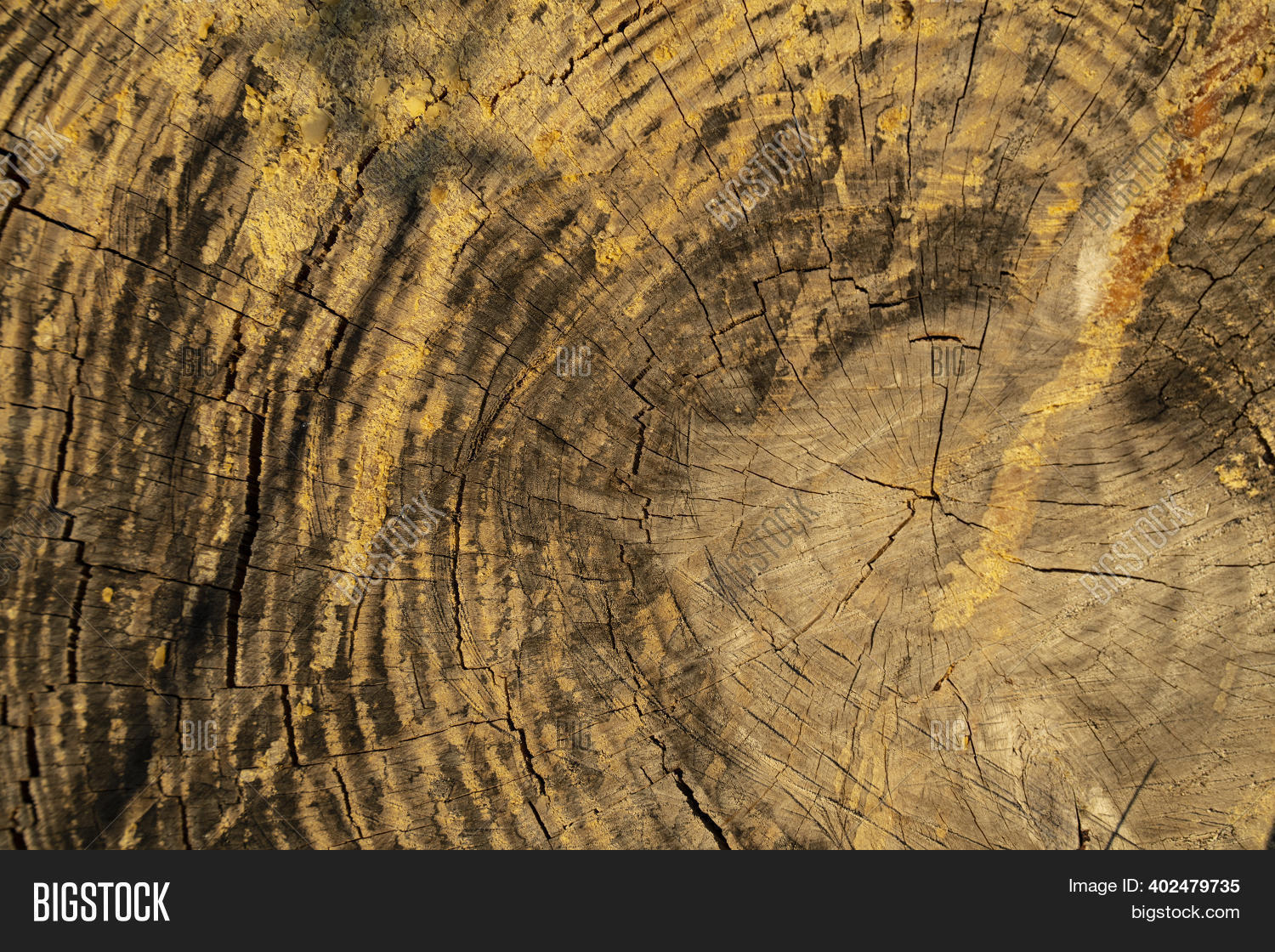 Surface Pine Tree Image & Photo (Free Trial) | Bigstock