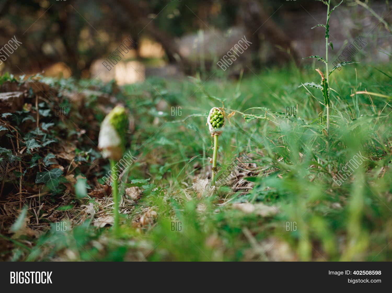 Seeds Arum Plant Green Image & Photo (Free Trial) | Bigstock