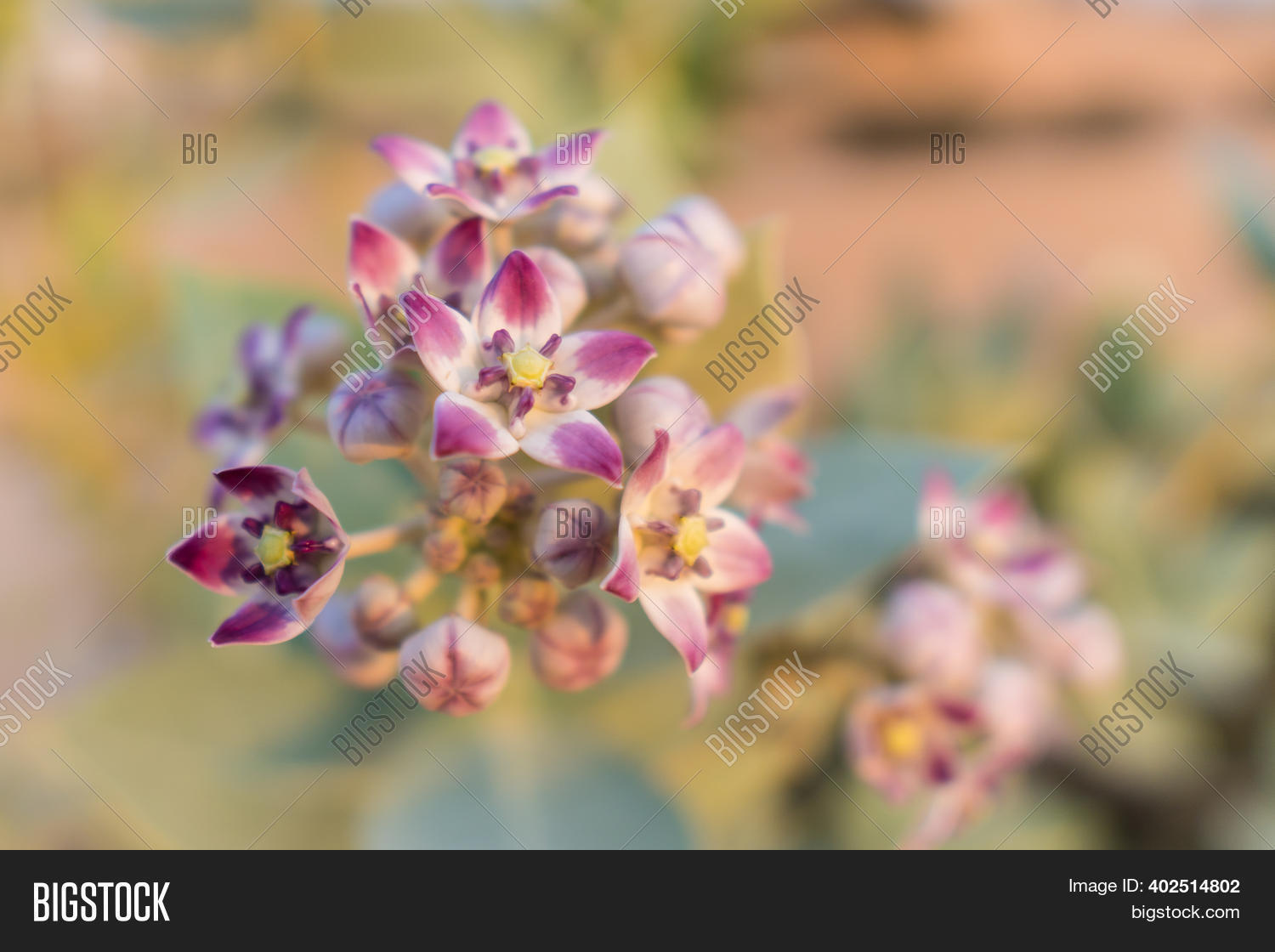 Calotropis Procera Image & Photo (Free Trial) | Bigstock