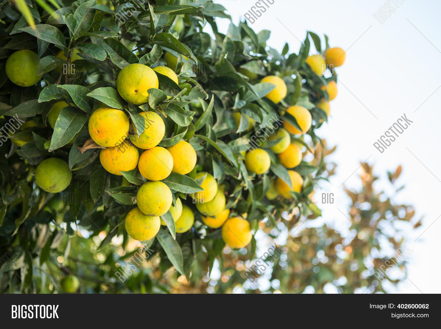Orange Tree Ripe Image & Photo (Free Trial) | Bigstock