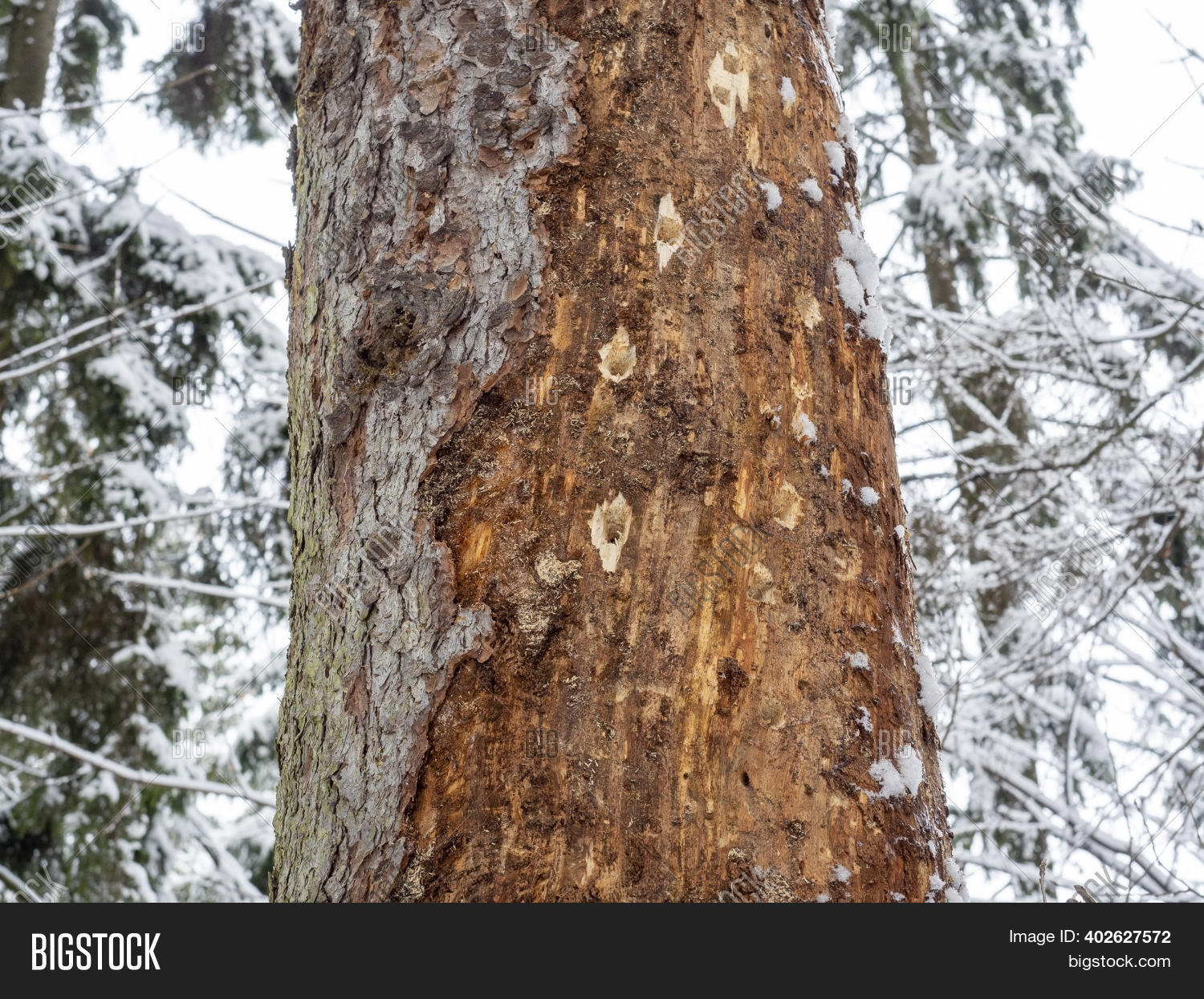 Trunk Dry Pine Tree Image & Photo (Free Trial) | Bigstock