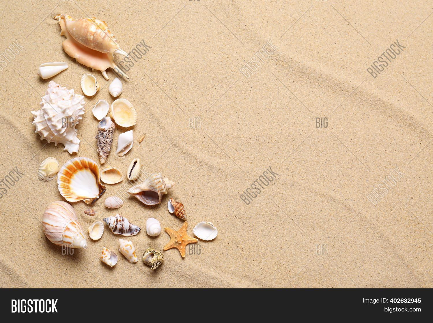 Beautiful Seashells Image & Photo (Free Trial) | Bigstock