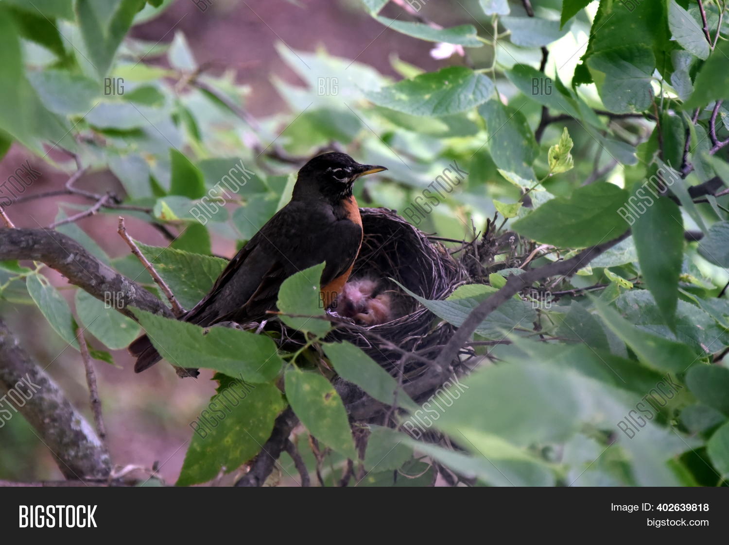 Robin Bird Feeding Image & Photo (Free Trial) | Bigstock