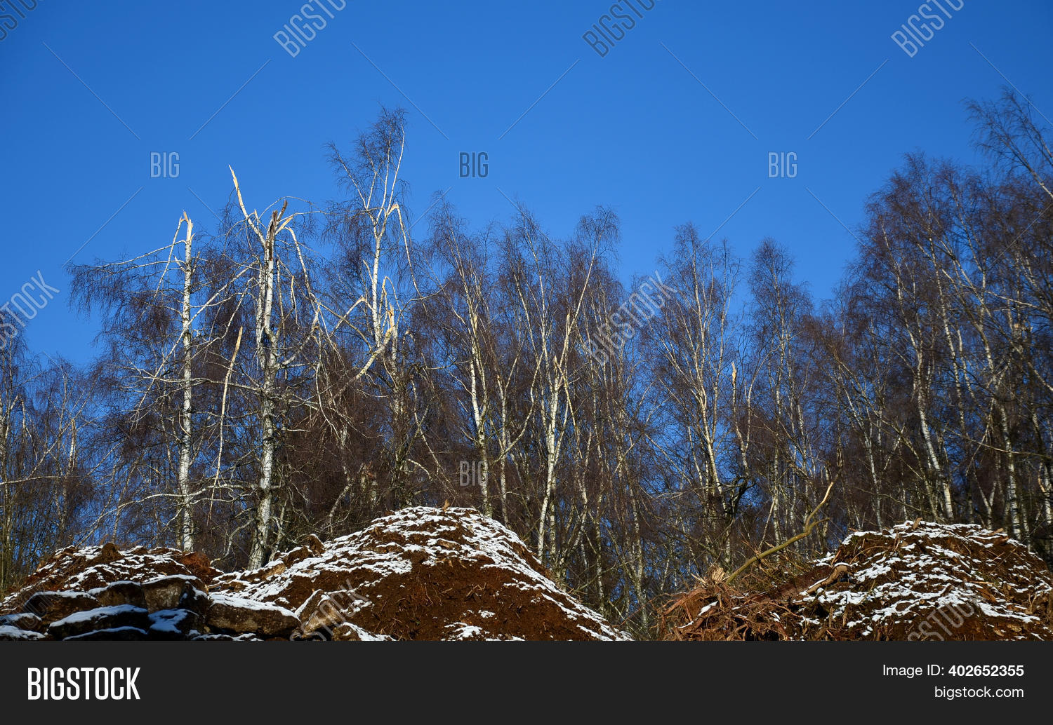 Birch Growth That Has Image & Photo (Free Trial) | Bigstock
