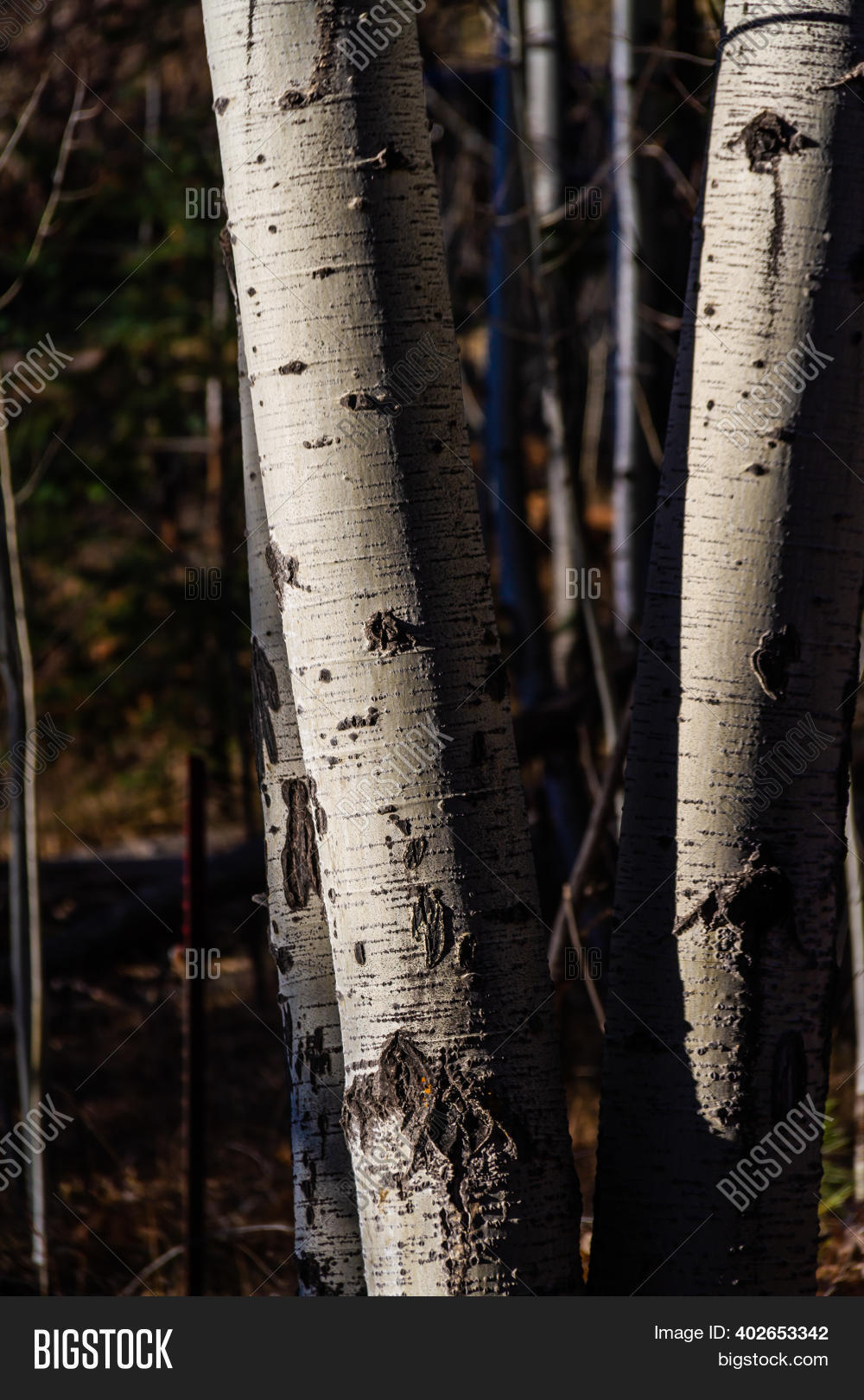 Base Aspen Tree Two Image & Photo (Free Trial) | Bigstock