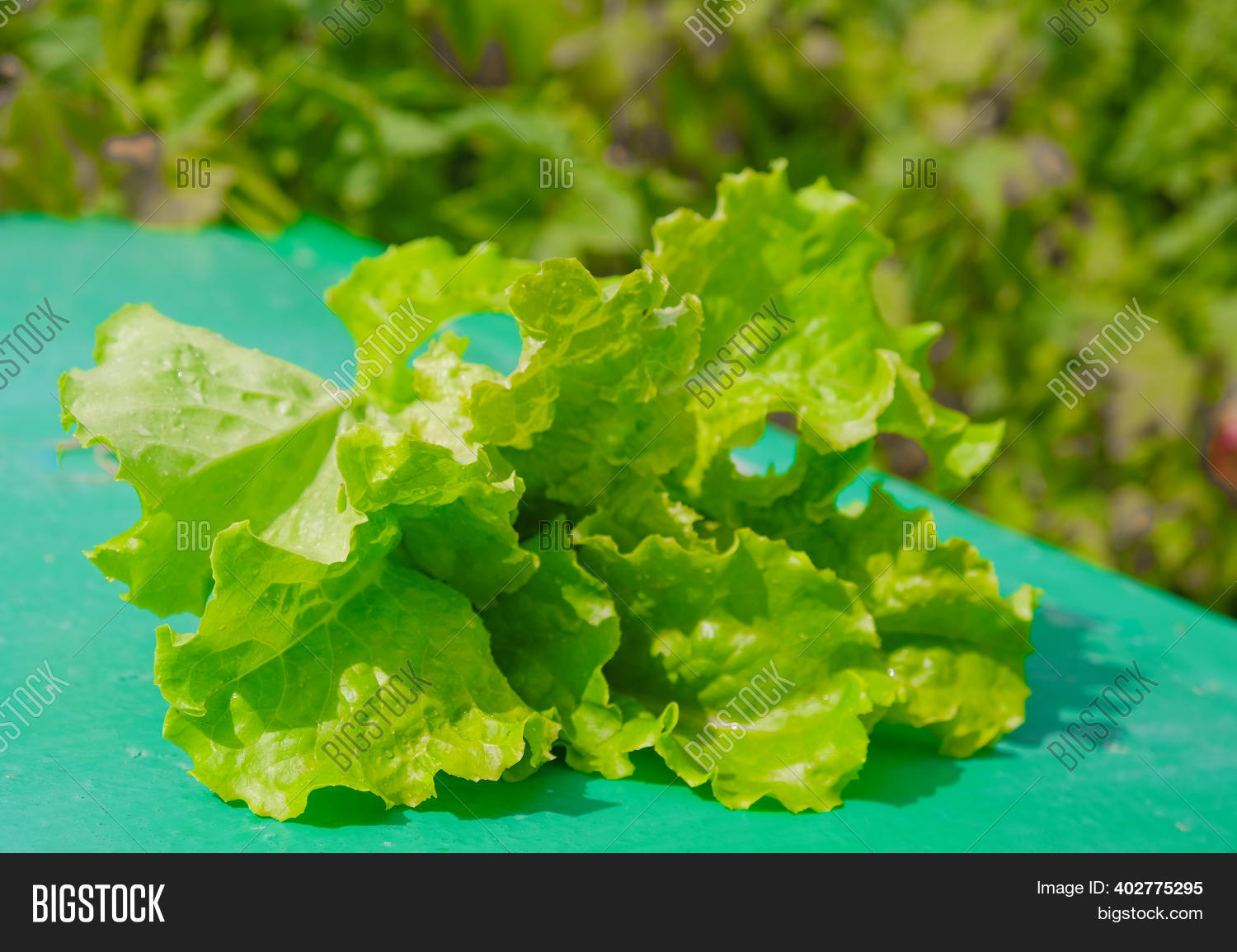 Fresh Green Lettuce Image & Photo (Free Trial) | Bigstock