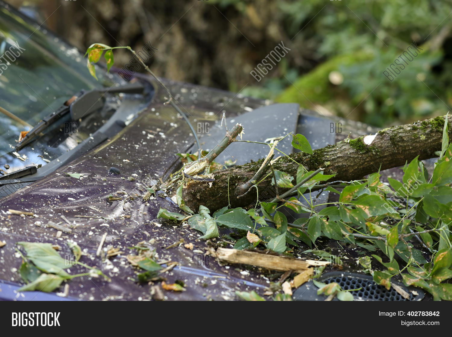 Tree Fell On Car Due Image & Photo (Free Trial) | Bigstock