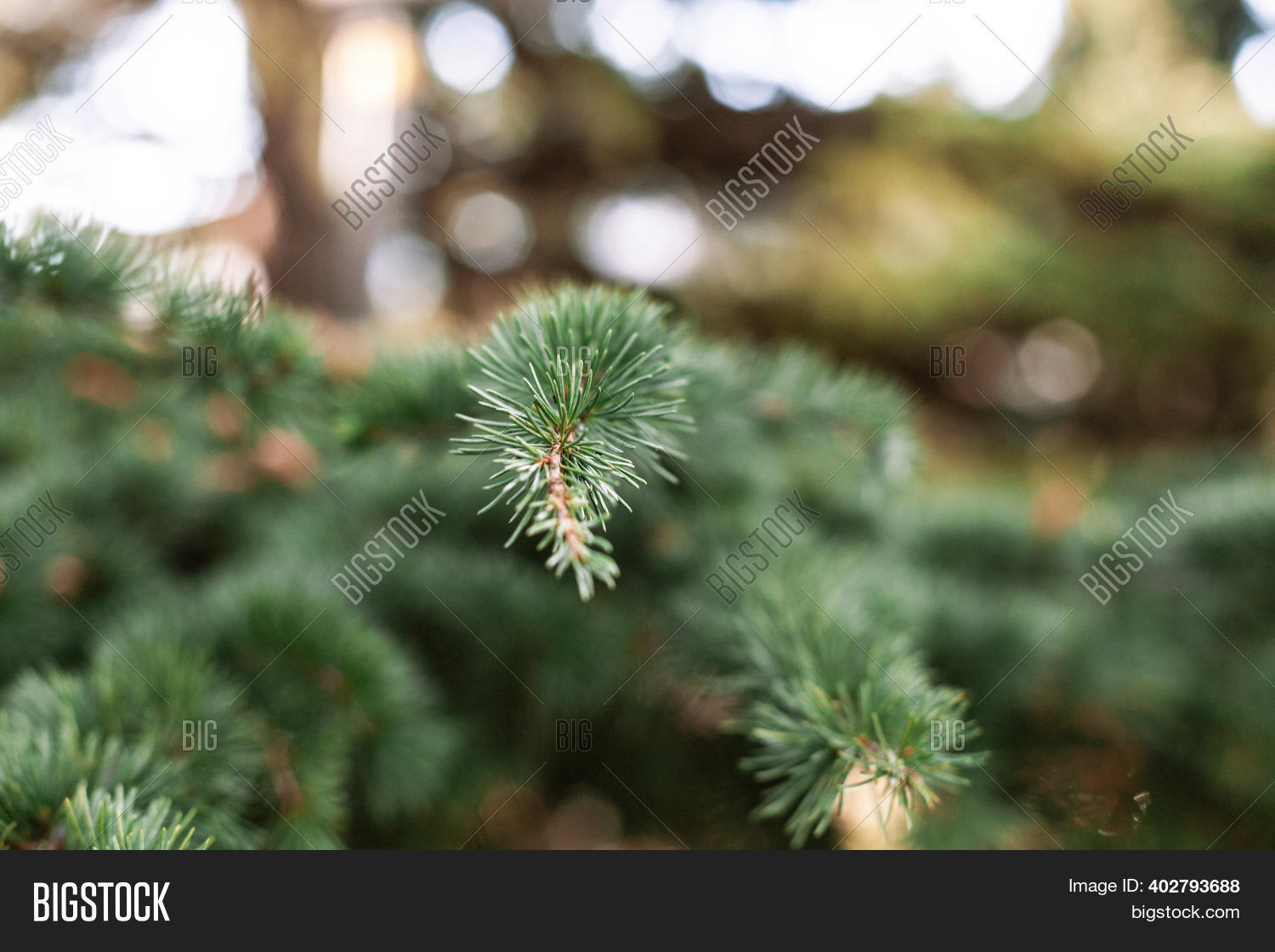 Spruce Pine Cedar Fir Image & Photo (Free Trial) | Bigstock