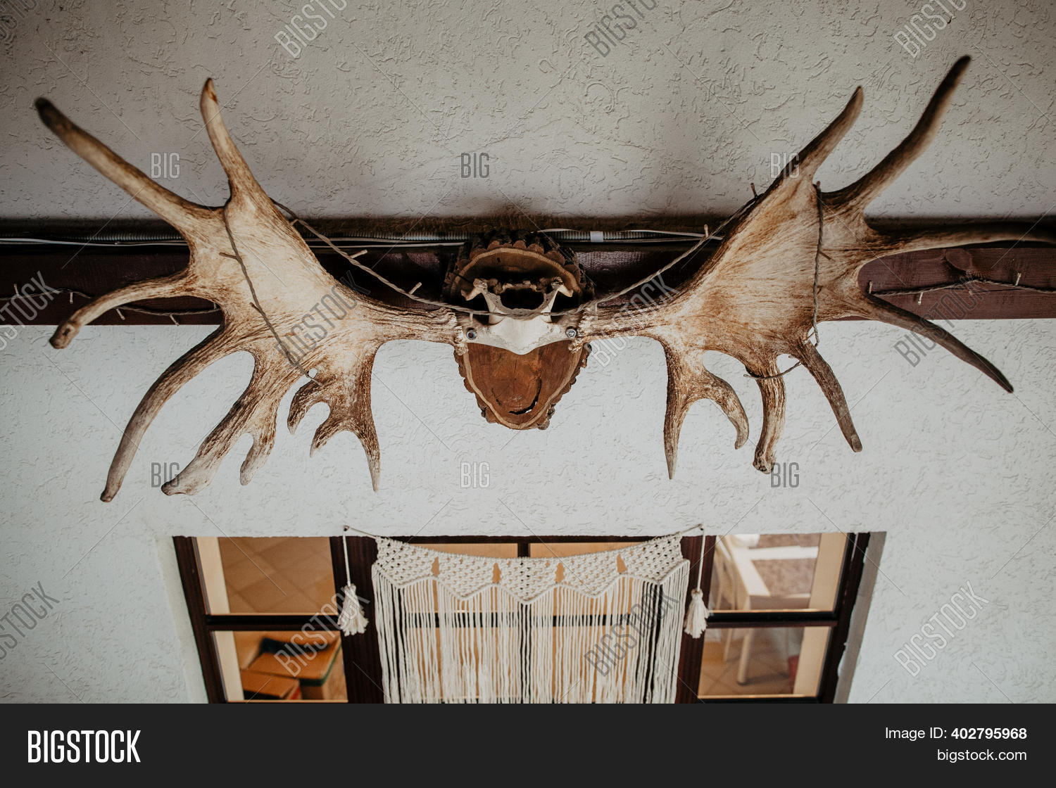 Moose Horns Hang On Image & Photo (Free Trial) | Bigstock