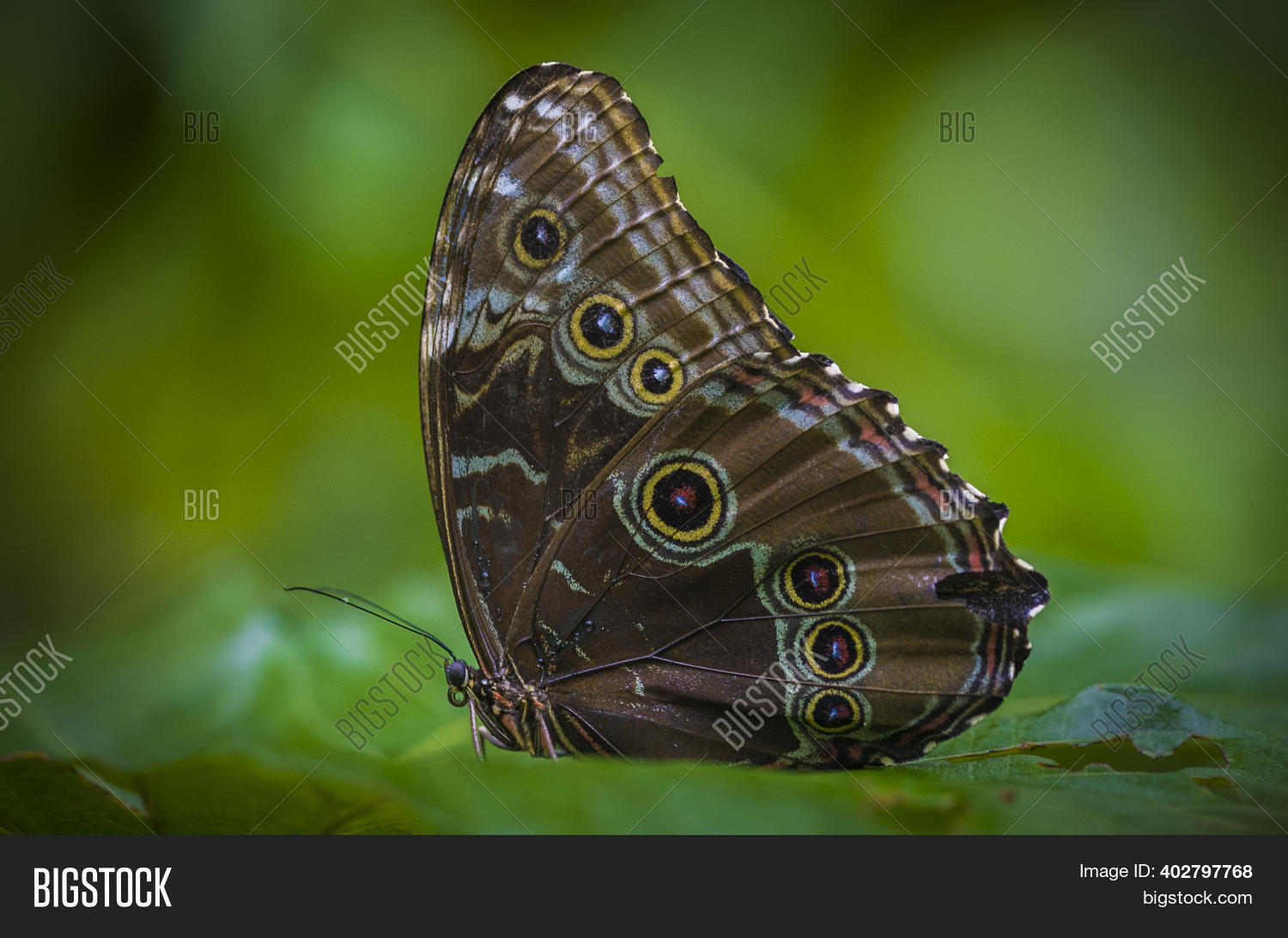 Colombia One Countries Image & Photo (Free Trial) | Bigstock