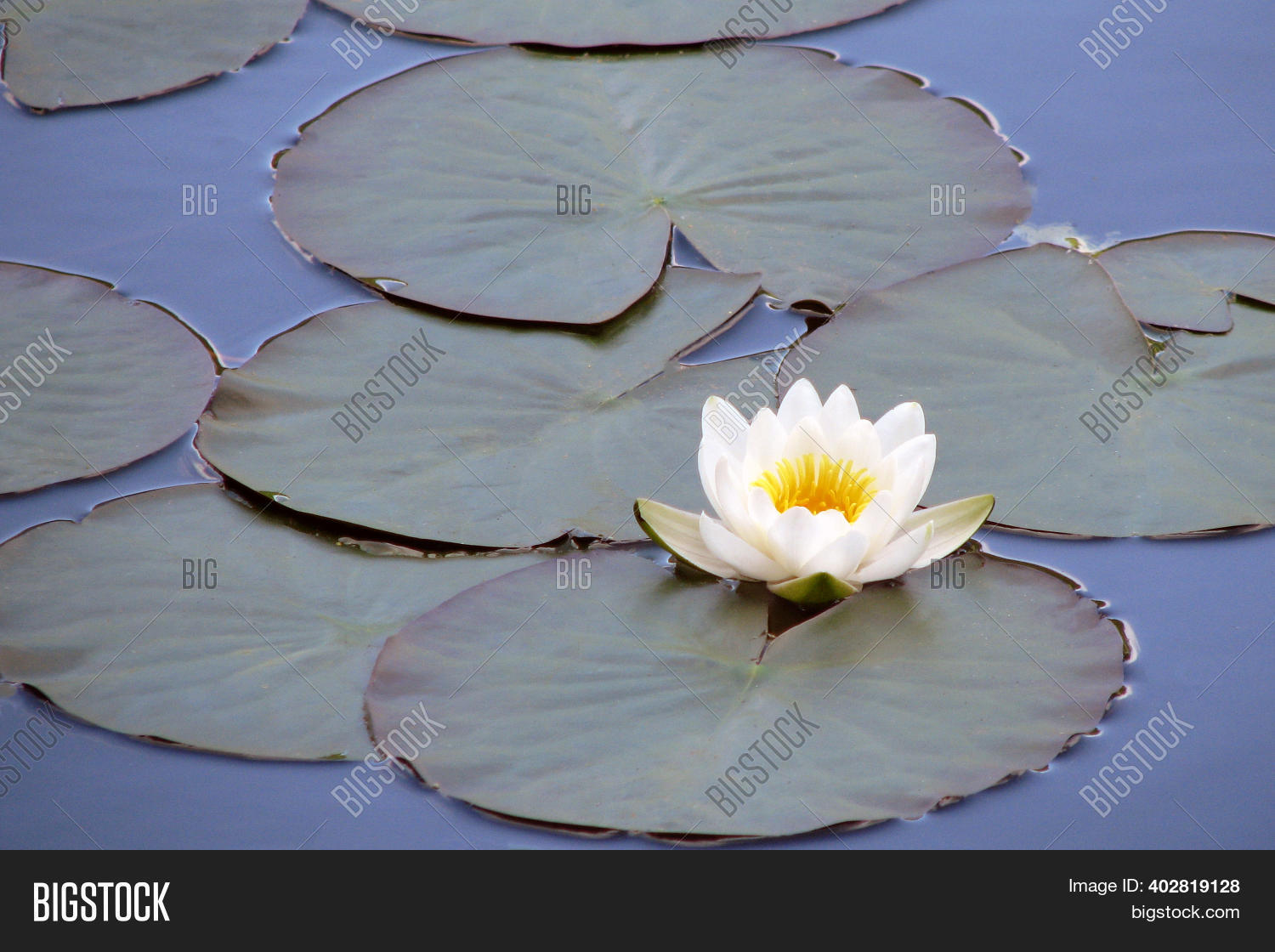 Beautiful White Water Image & Photo (Free Trial) | Bigstock