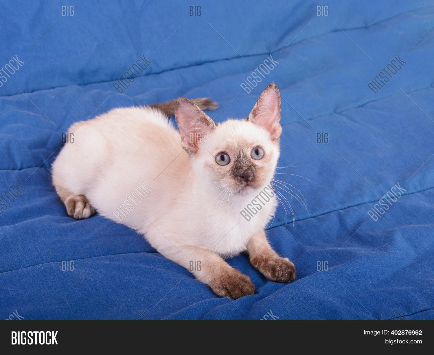 Tortie Point Siamese Kittens