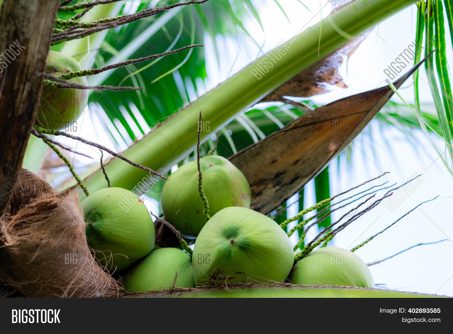 Bunch Coconut On Image & Photo (Free Trial) | Bigstock