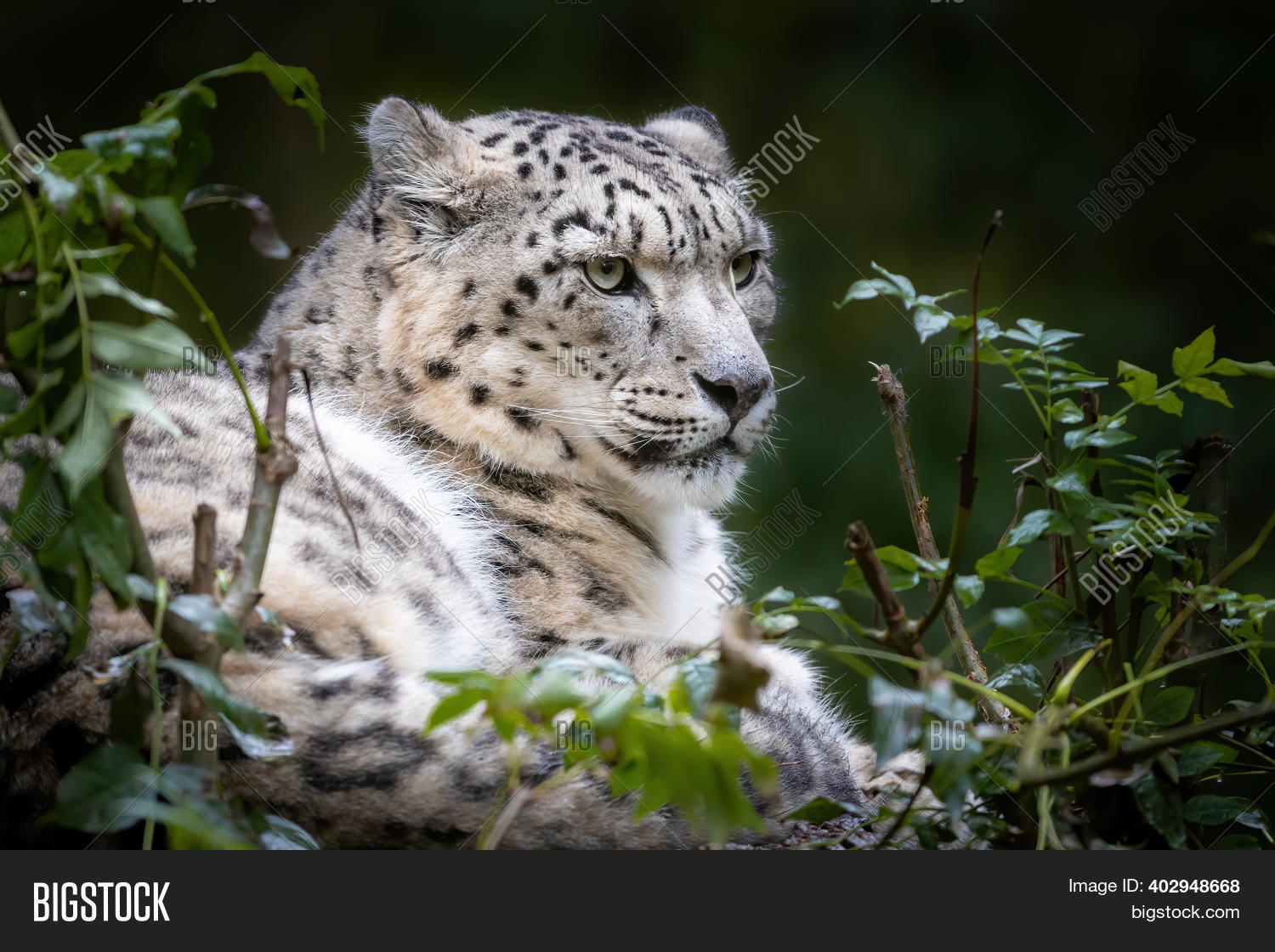 Crouching Adult Snow Image & Photo (Free Trial) | Bigstock