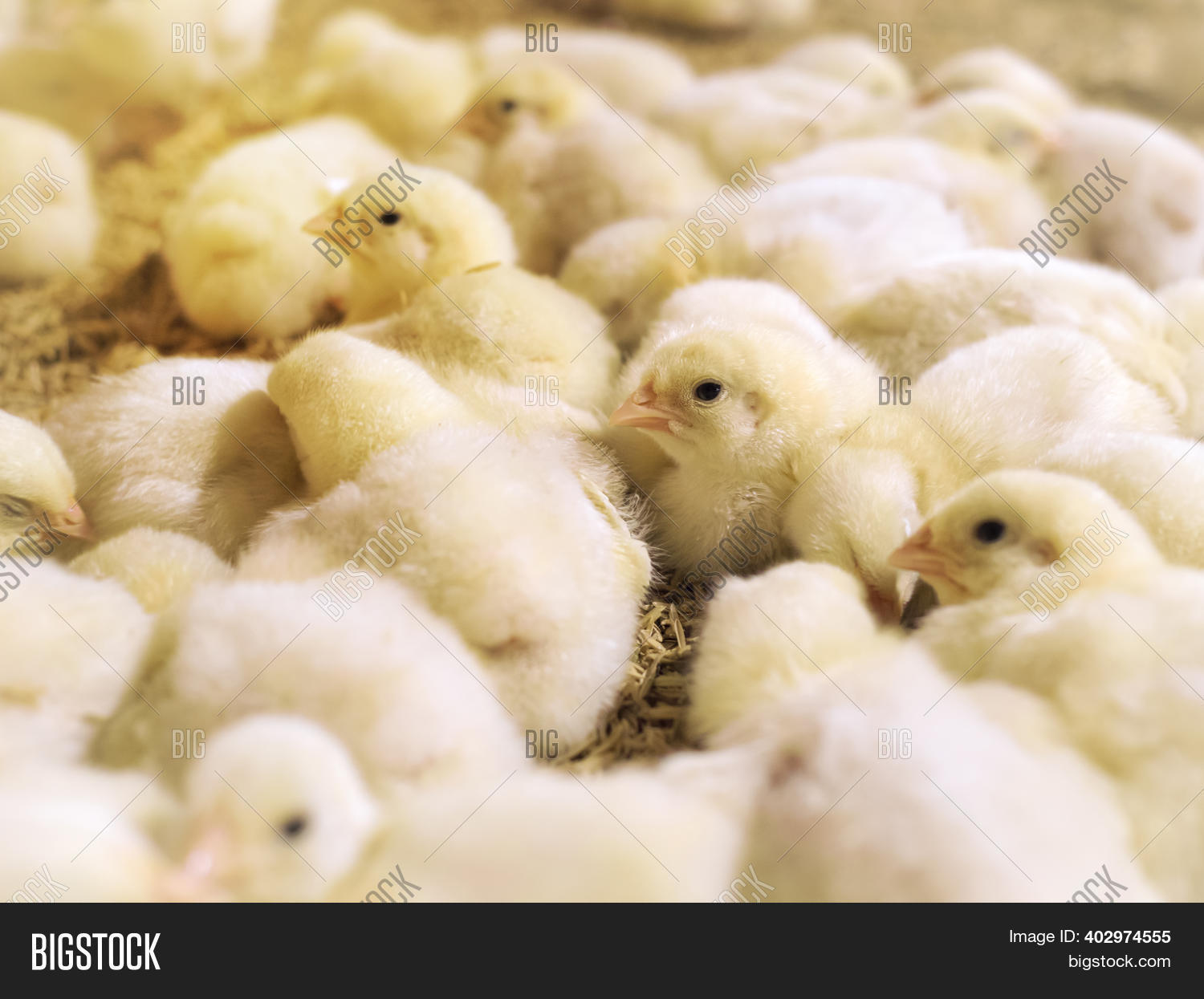 Yellow Baby Chickens Image & Photo (Free Trial) | Bigstock