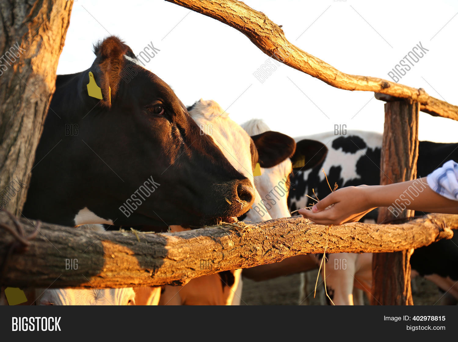 Young Woman Feeding Image & Photo (Free Trial) | Bigstock
