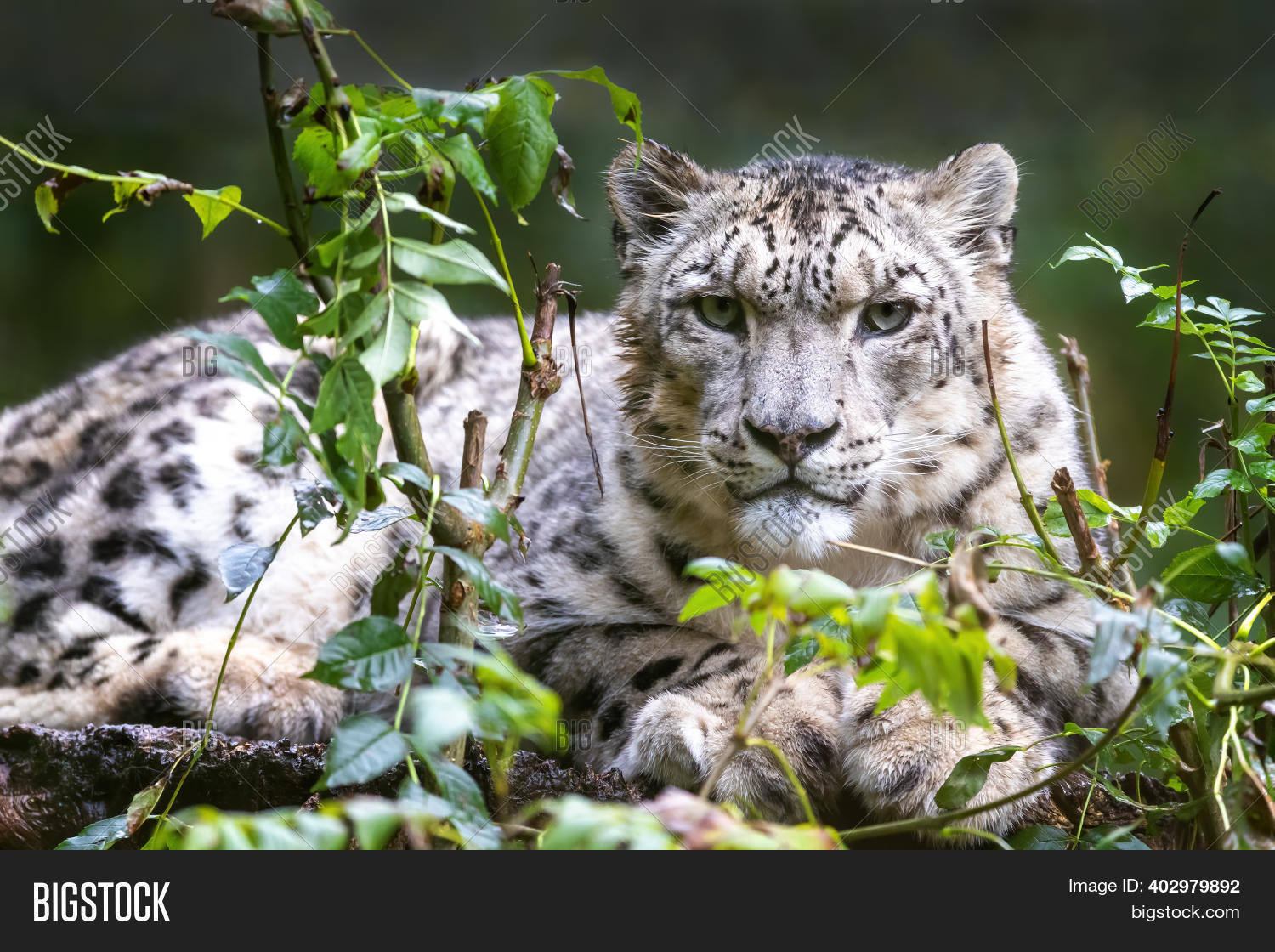 Crouching Adult Snow Image & Photo (Free Trial) | Bigstock