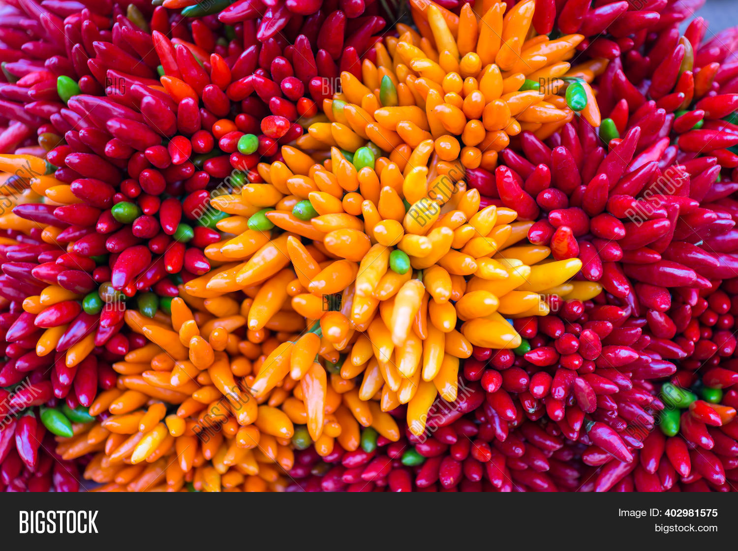 Red Hot Chilly Pepers Image & Photo (Free Trial) | Bigstock