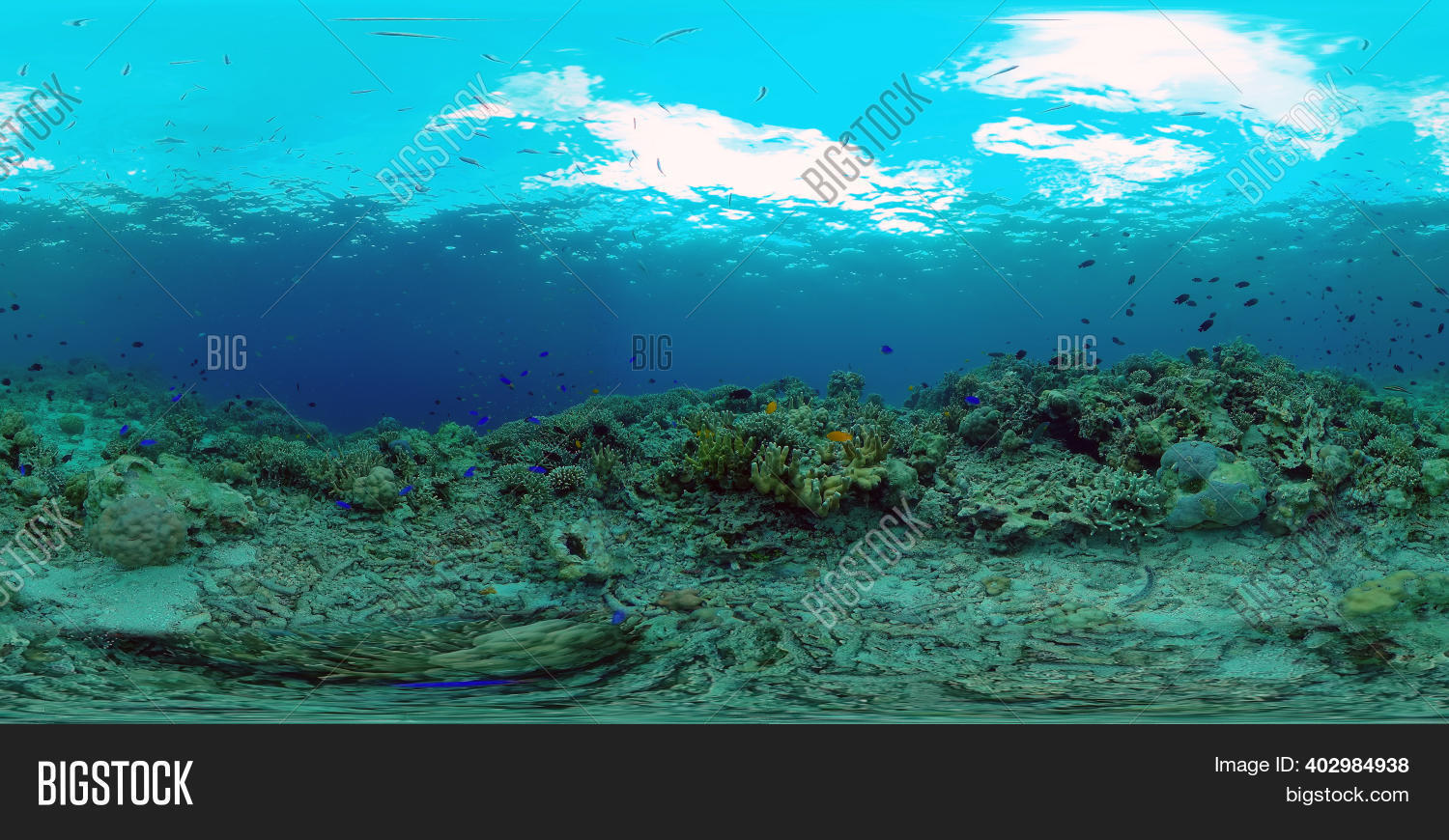 Underwater Tropical Image & Photo (Free Trial) | Bigstock