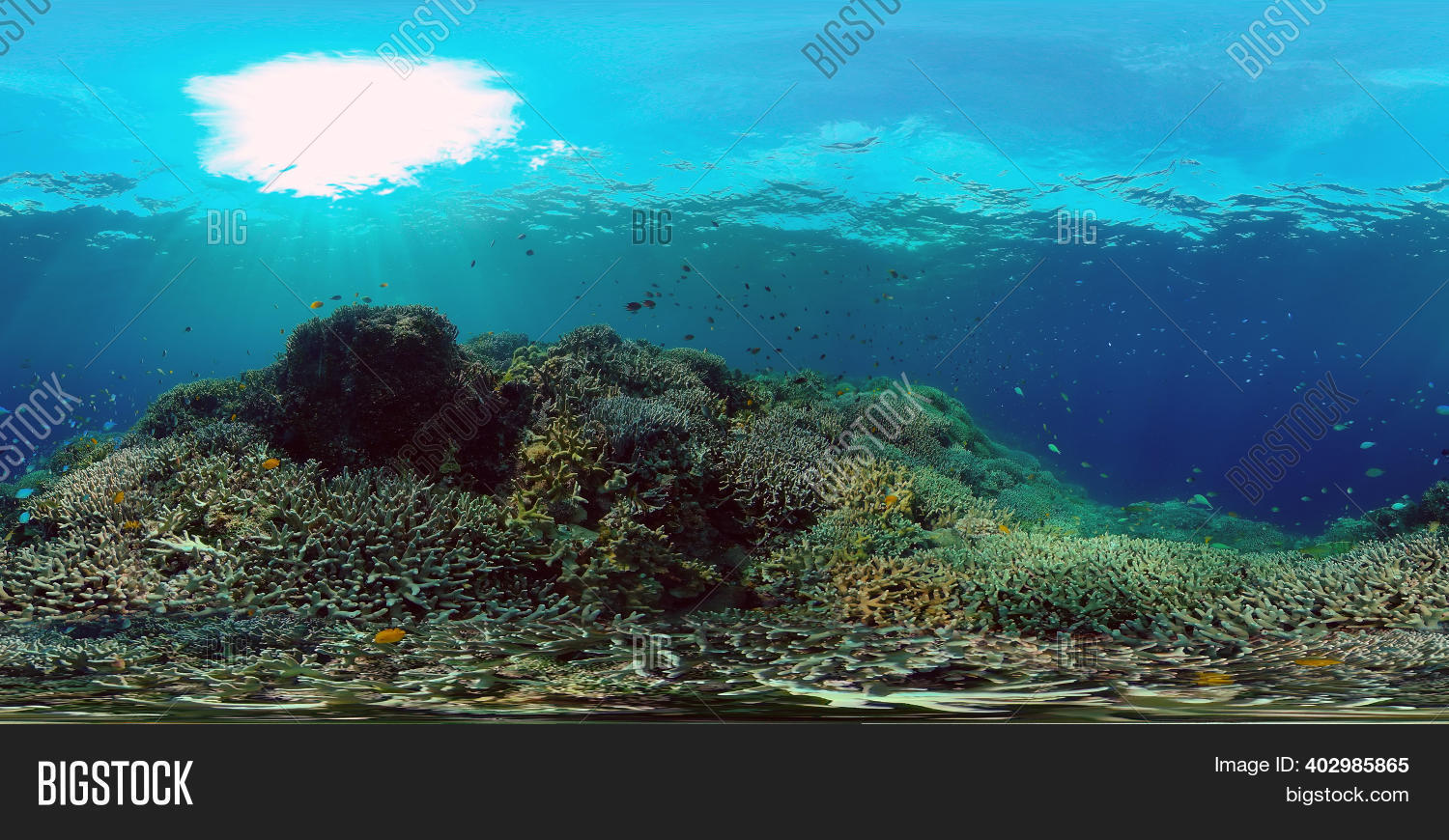 Tropical Fishes On Image & Photo (Free Trial) | Bigstock