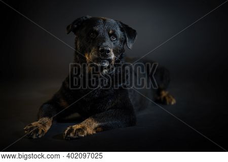 Black Rottweiler Dog Image & Photo (Free Trial) | Bigstock