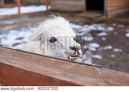 White Llama - Close Image & Photo (Free Trial) | Bigstock