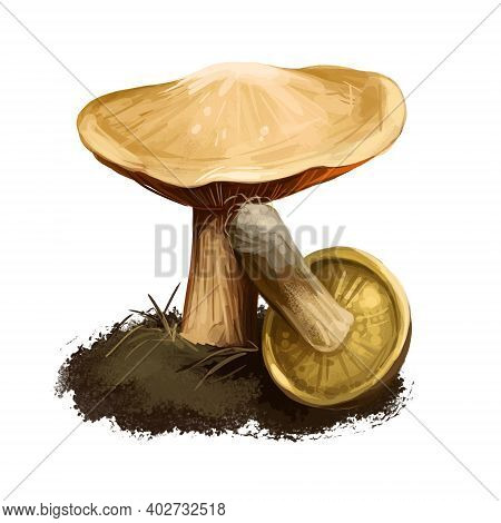Suillus Tomentosus Image & Photo (Free Trial) | Bigstock
