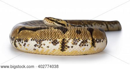 Adult Bumblebee / Image & Photo (Free Trial) | Bigstock