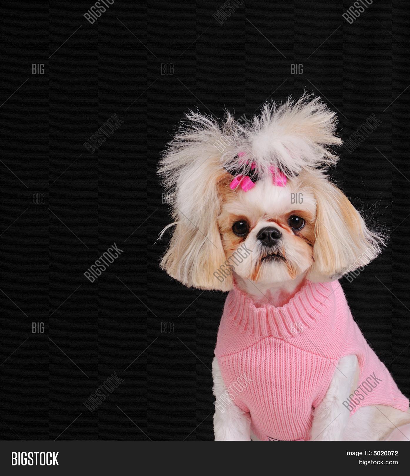Shih Tzu Dog Image & Photo (Free Trial) | Bigstock