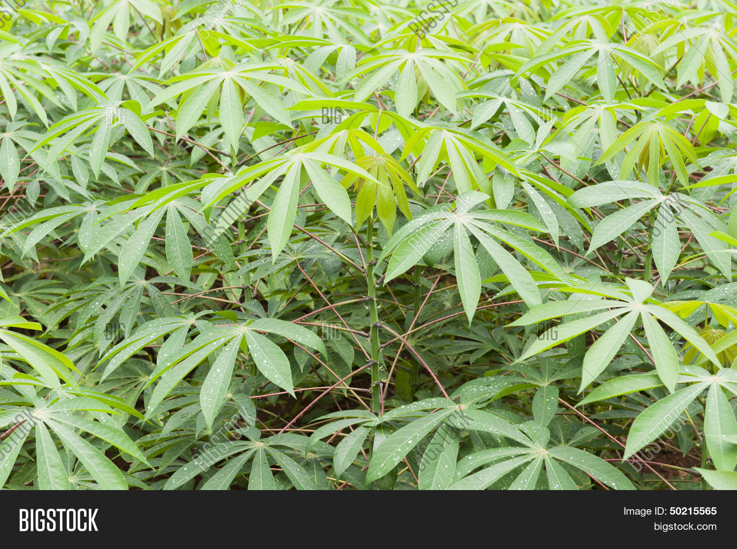 Cassava Manioc Plant Image & Photo (Free Trial) | Bigstock