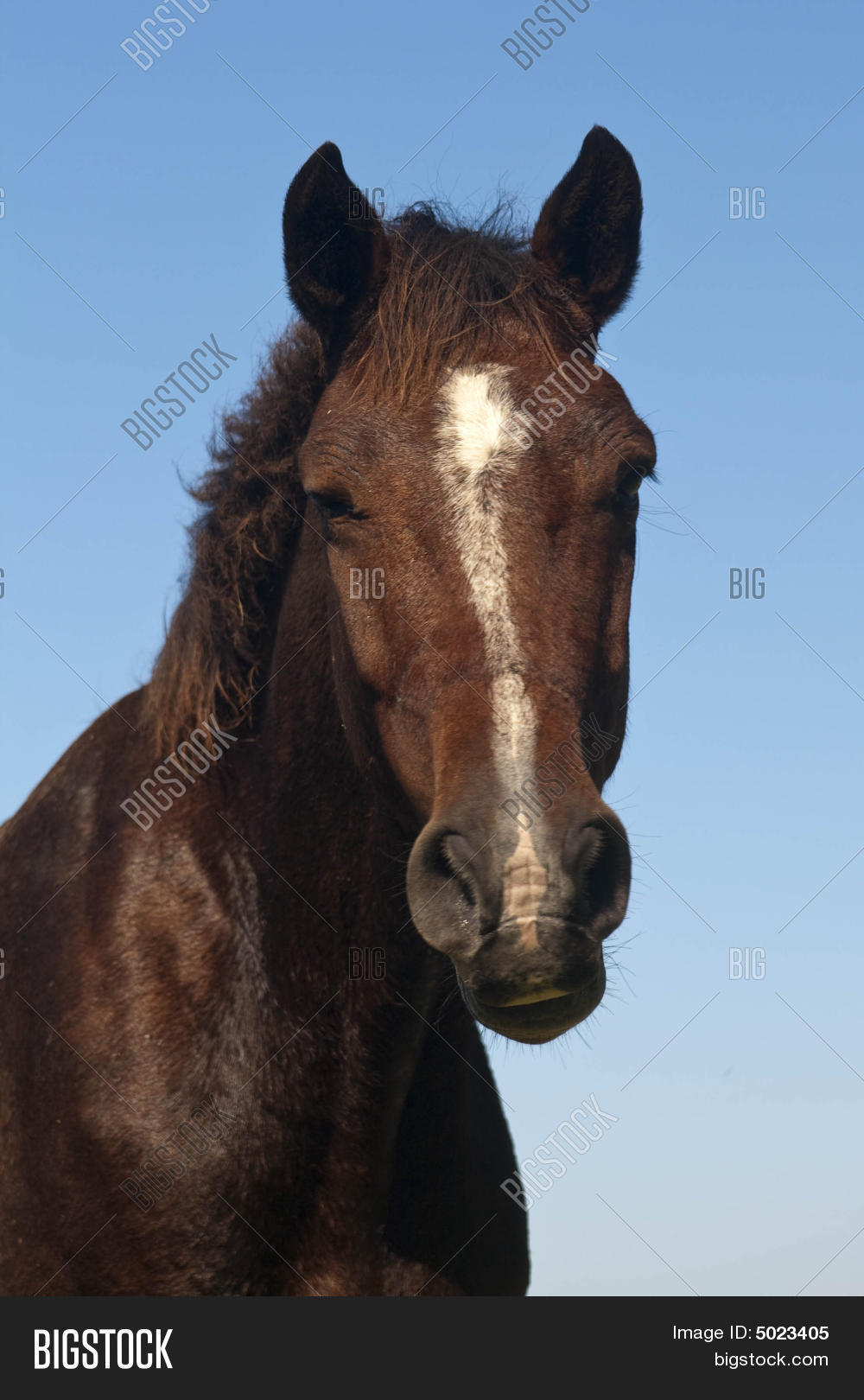 Horse Face Image & Photo (Free Trial) | Bigstock