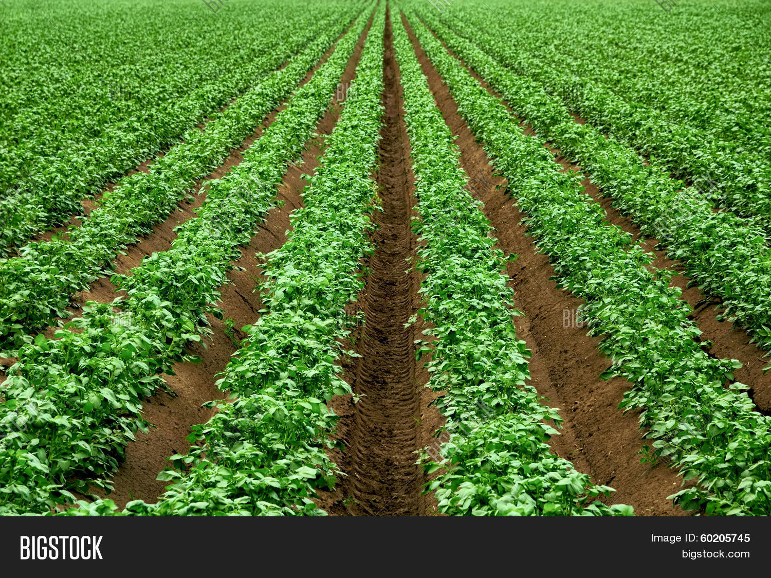 Rows Vibrant Green Image & Photo (Free Trial) | Bigstock