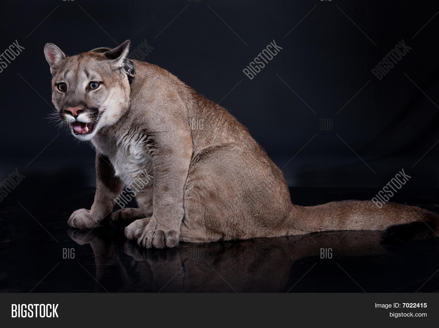 Puma Image & Photo (Free Trial) | Bigstock